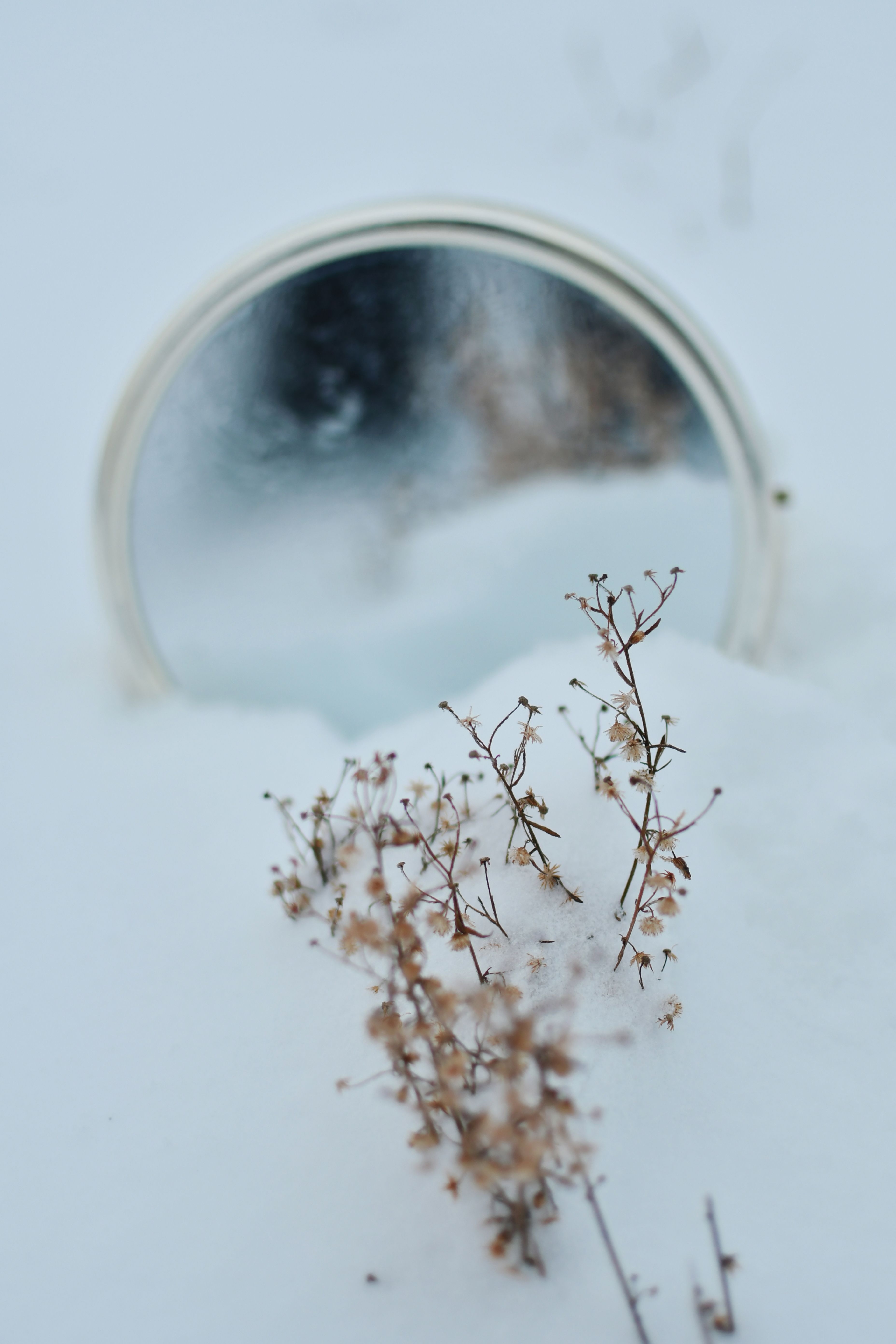 A Dry Plant and a Mirror in the Snow · Free Stock Photo