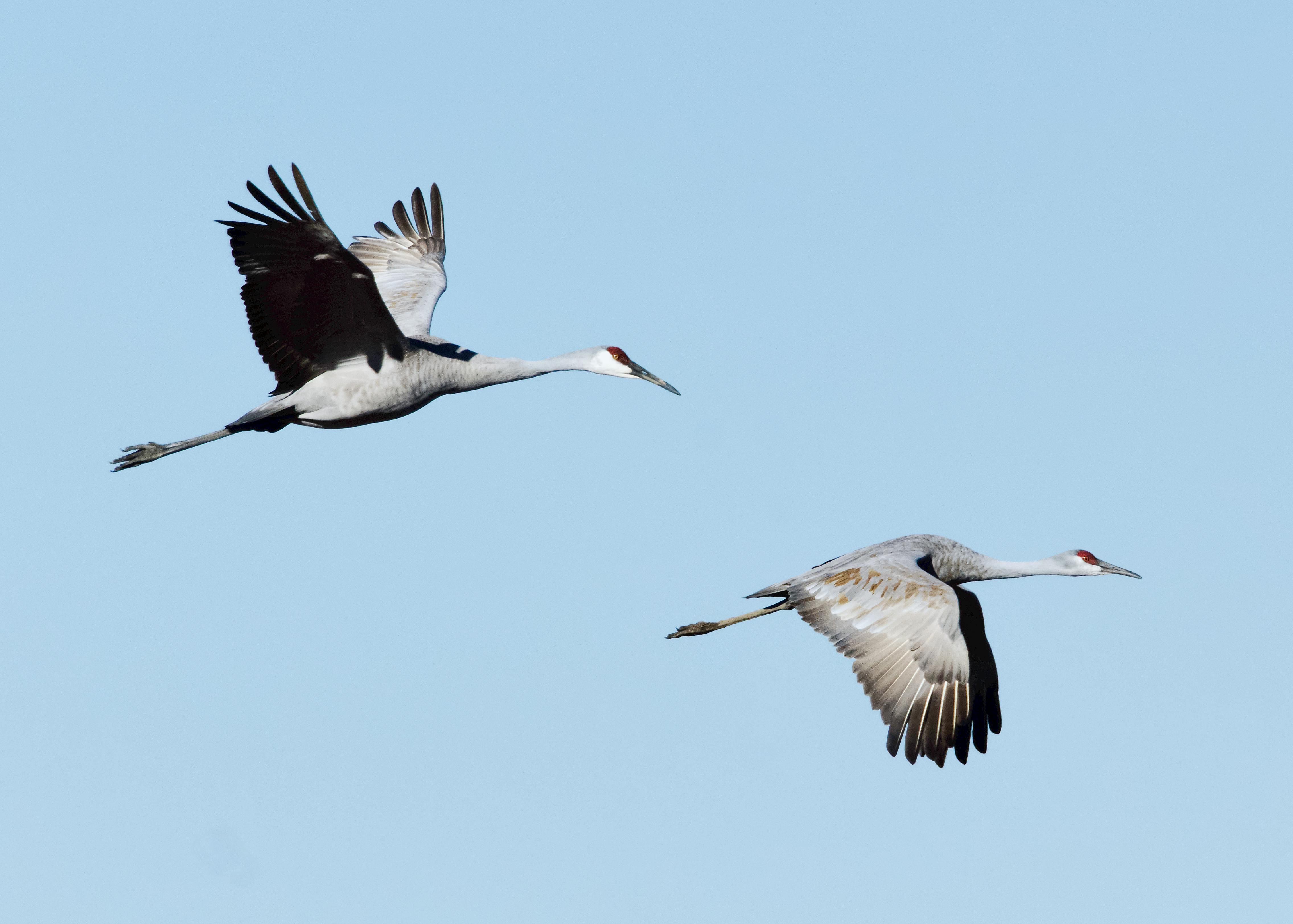 Two Cranes Flying against a Clear Sky · Free Stock Photo