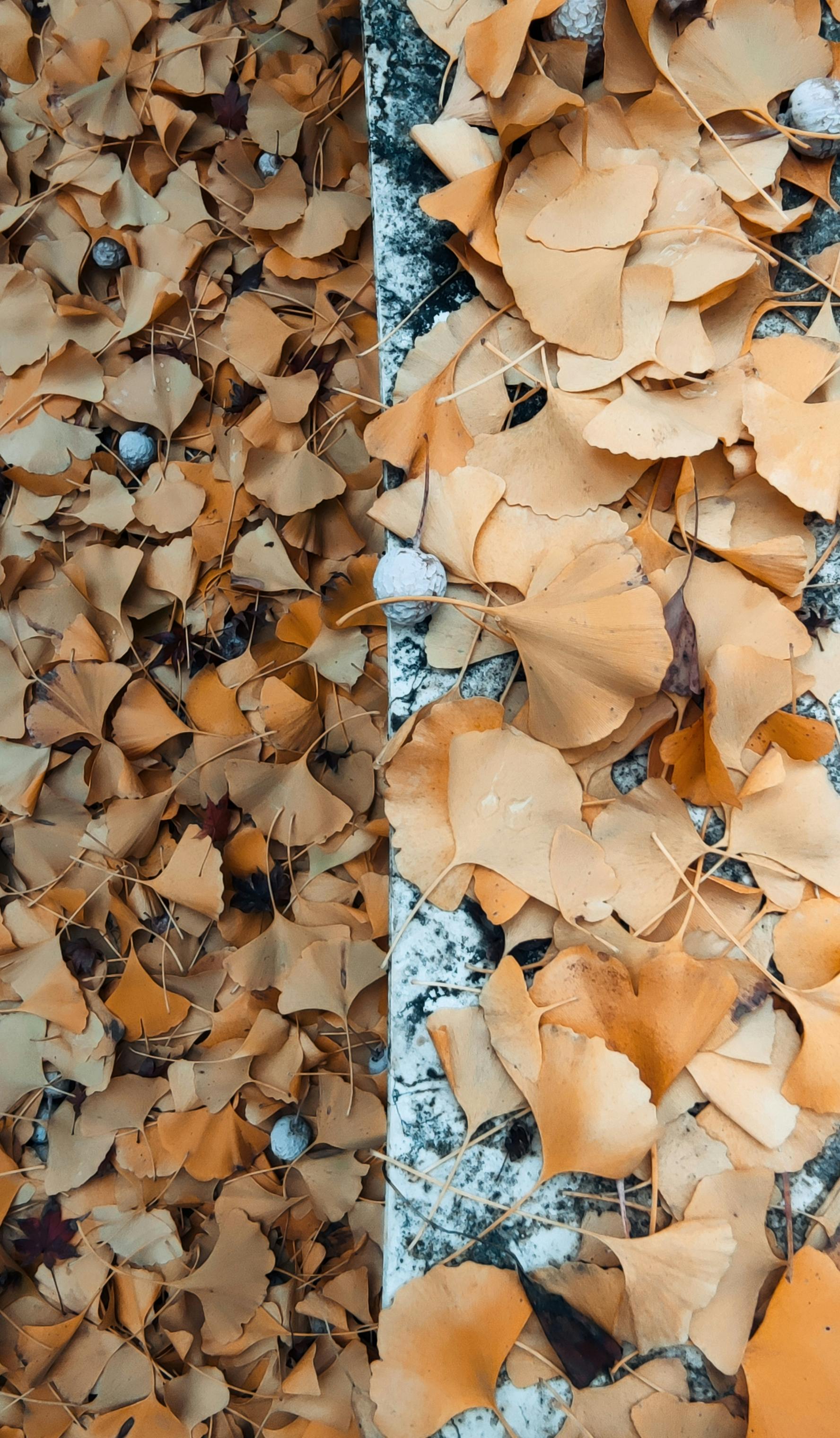 ana simona bevecz - Photography