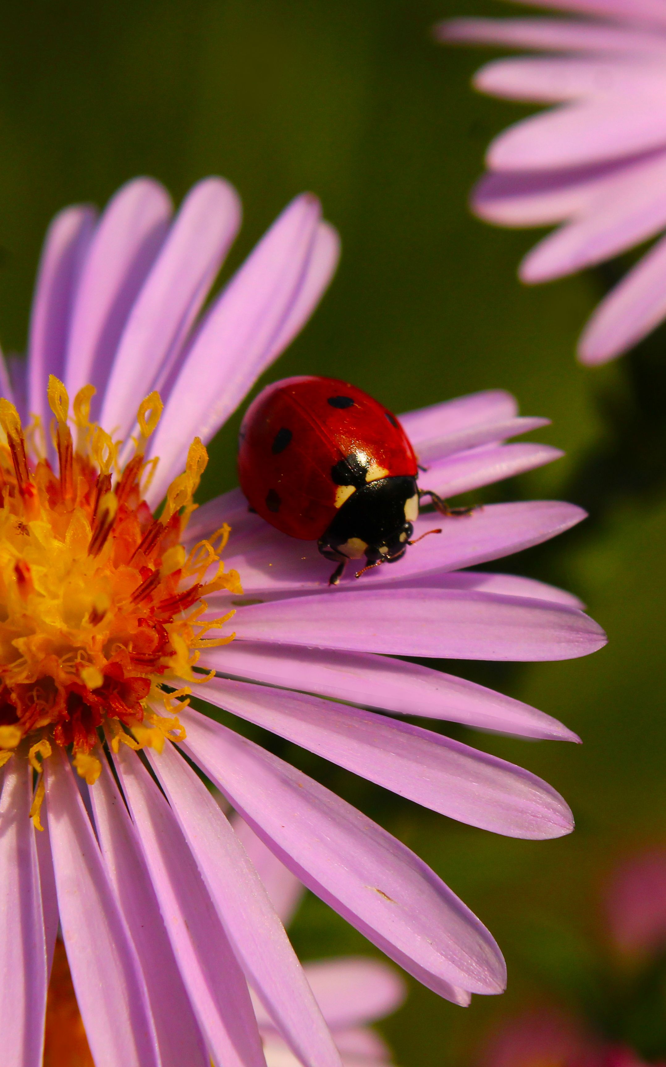 Ladybug on Purple Flower · Free Stock Photo