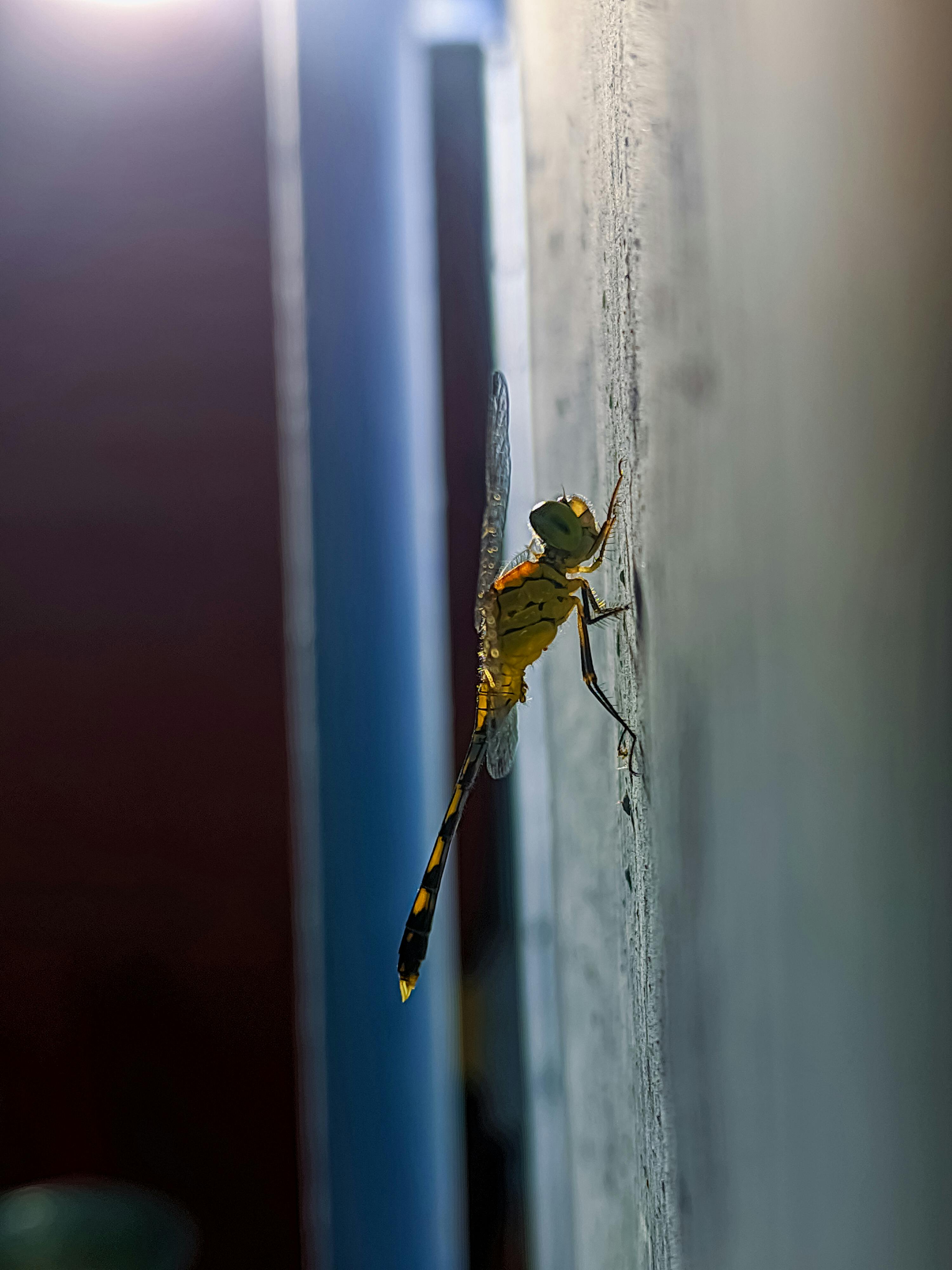 Mathan Kumar - 写真