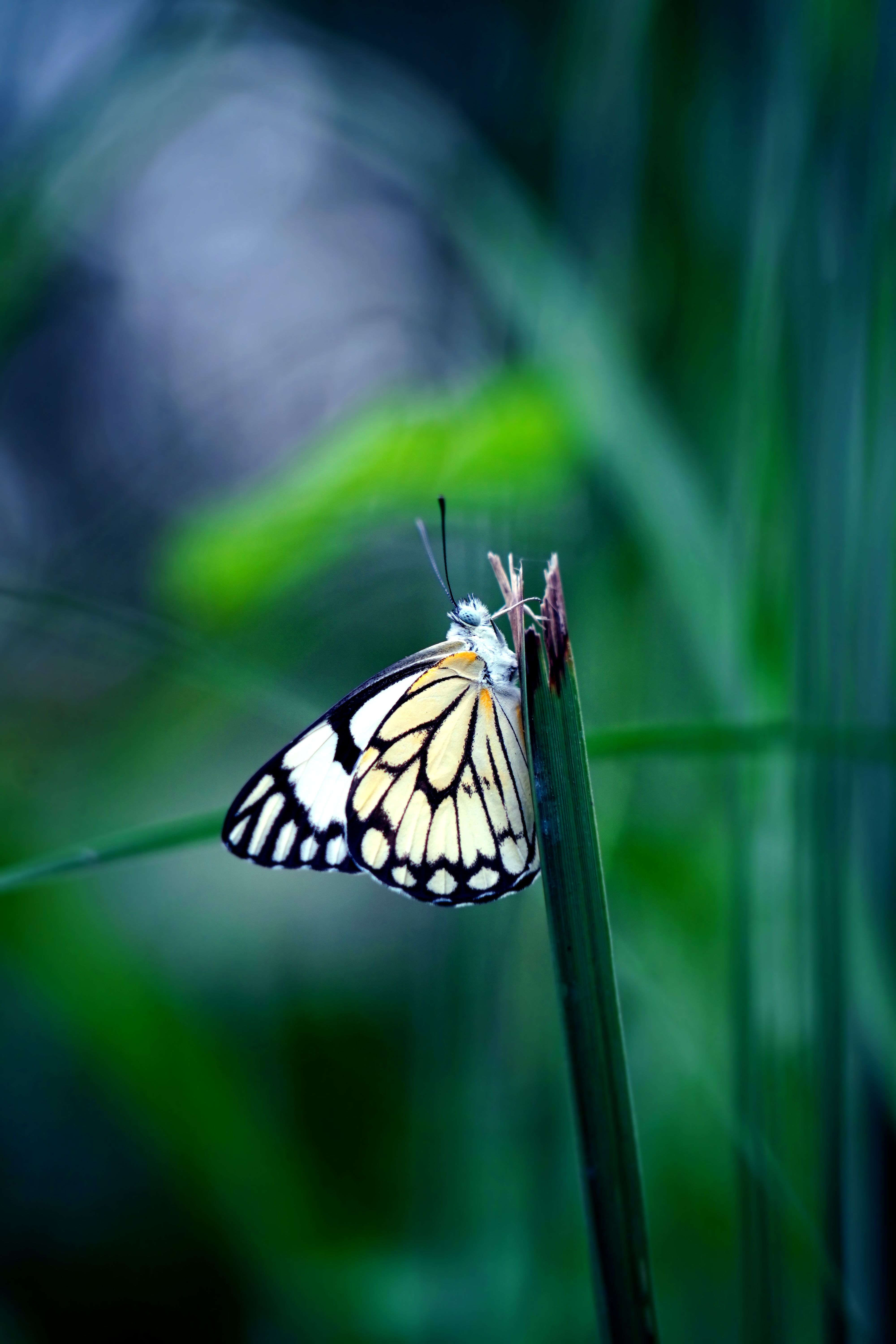 Caper White Butterfly · Free Stock Photo