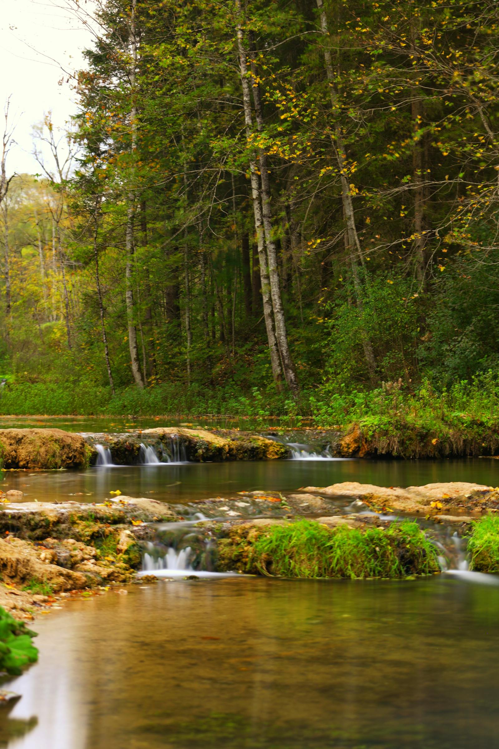 Natural Forest Photos, Download The BEST Free Natural Forest Stock ...