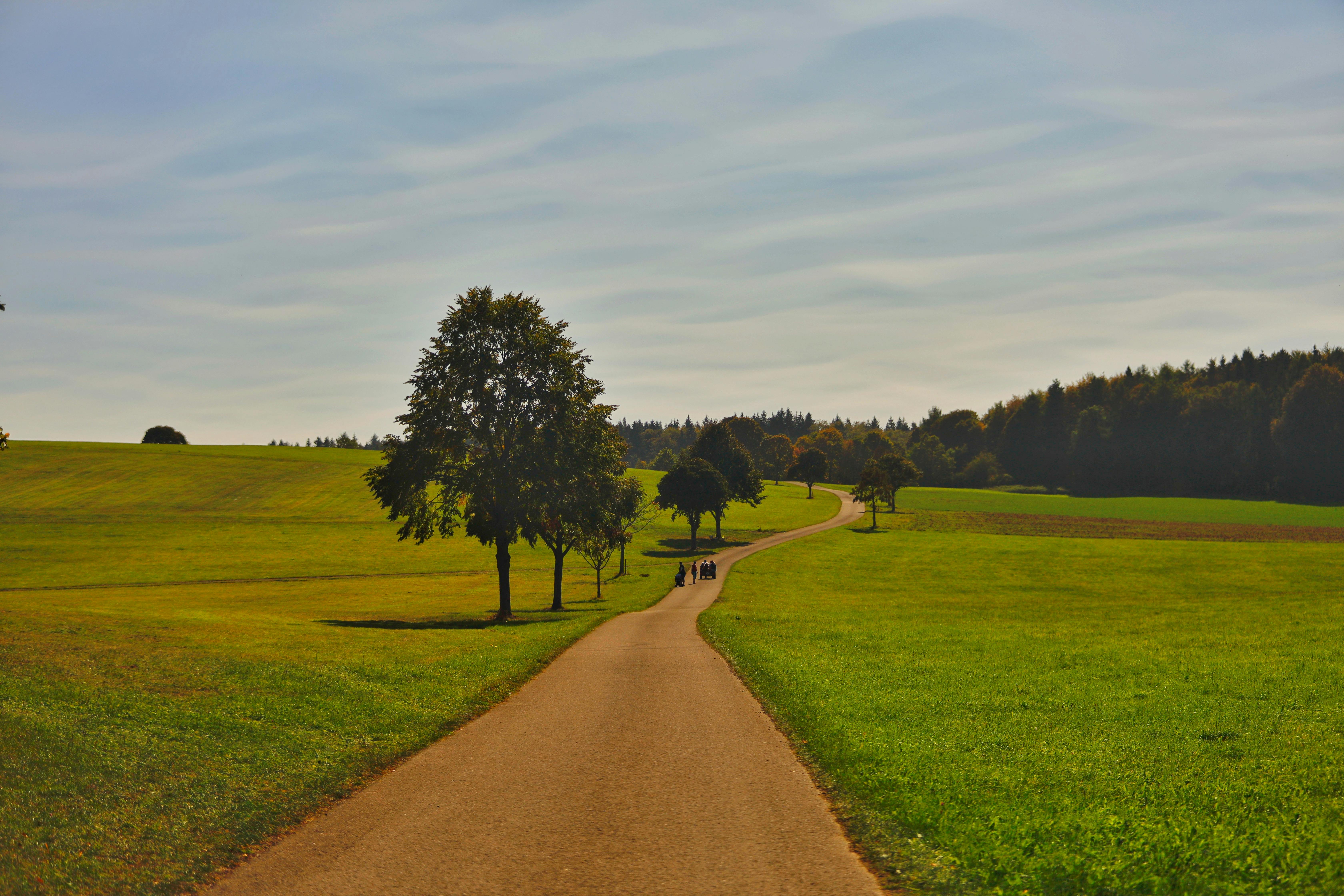 Green Hay Field · Free Stock Photo