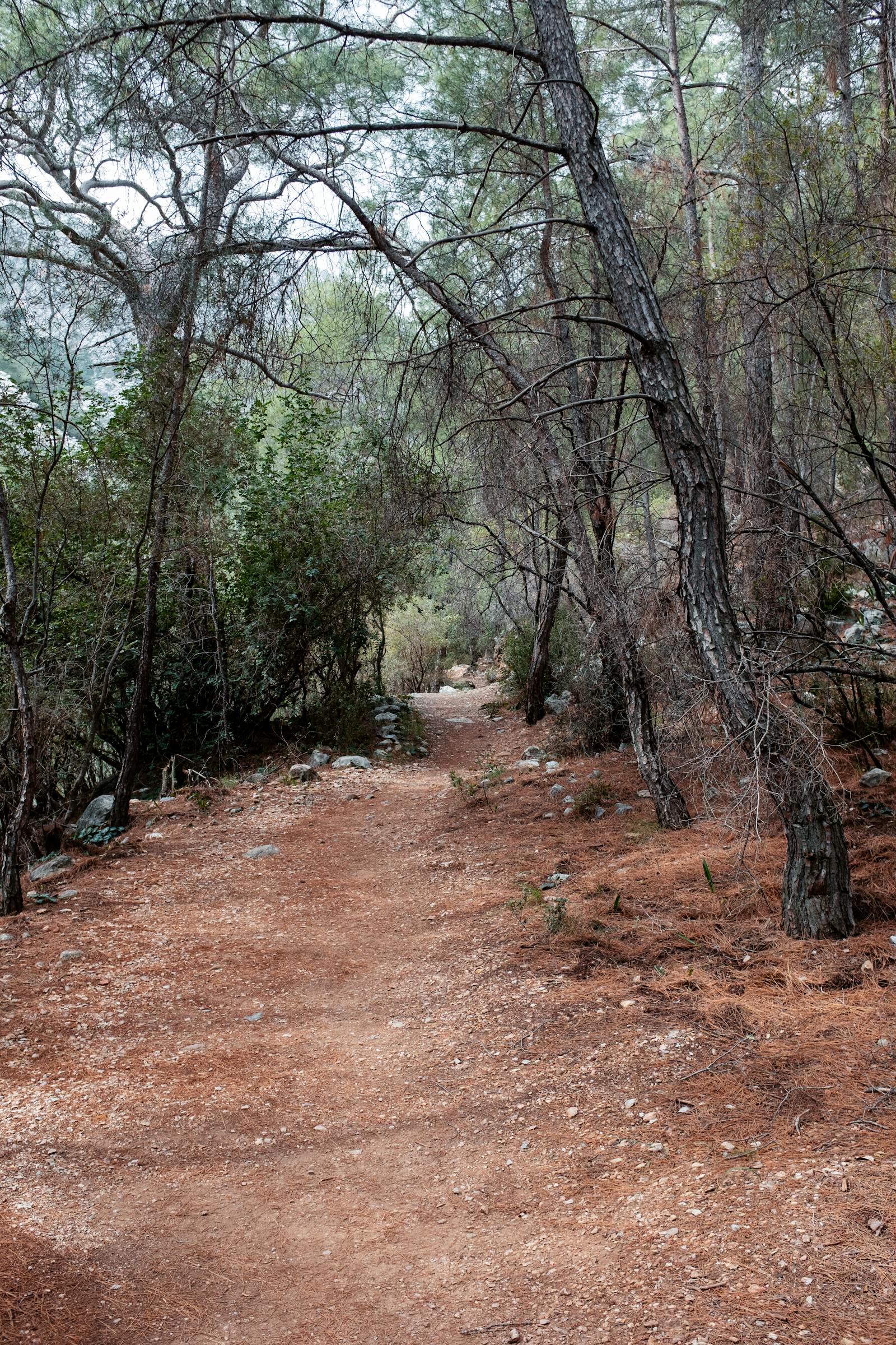 Split Pathway Photos, Download The BEST Free Split Pathway Stock Photos ...