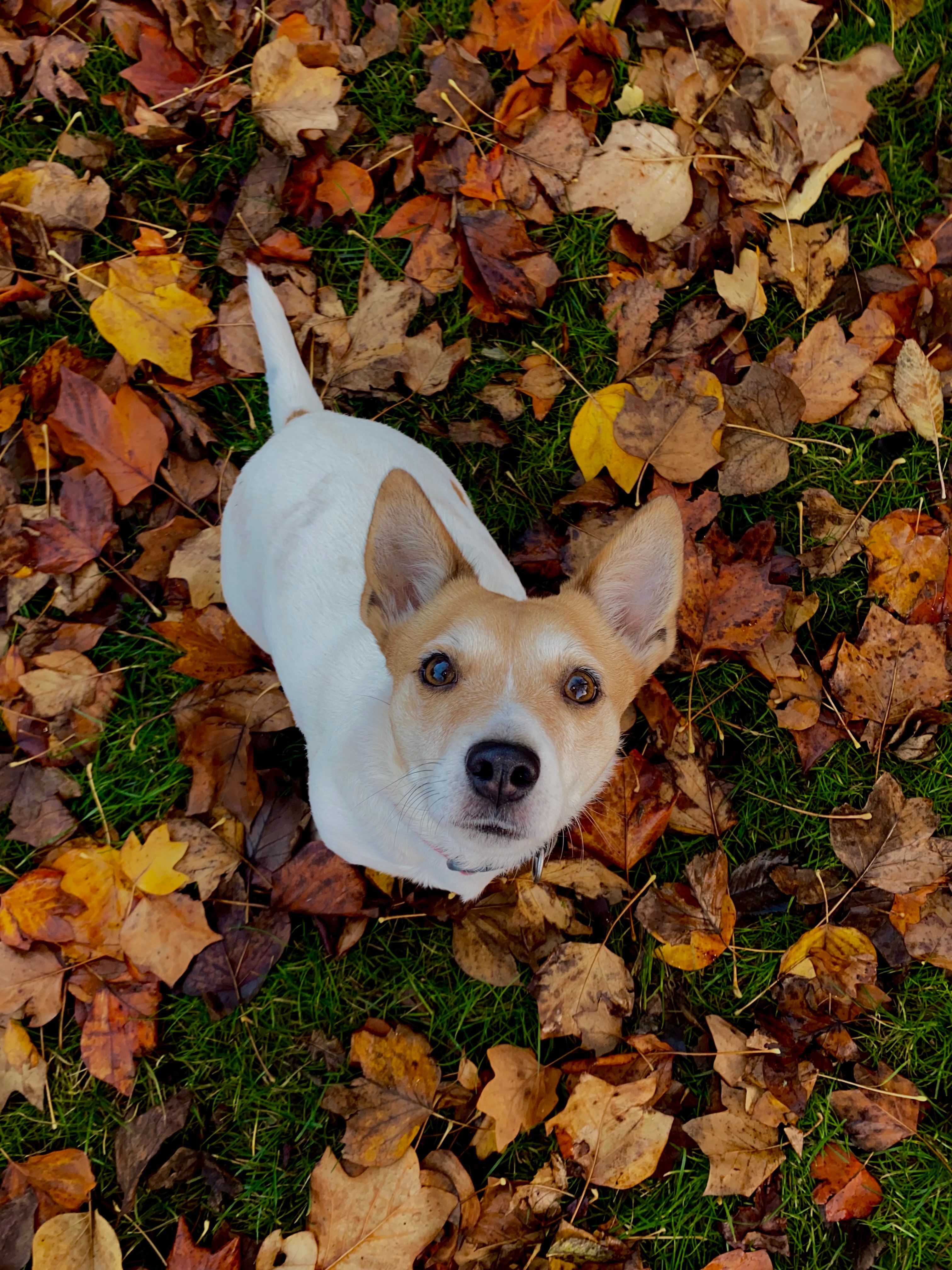 Dog Standing Among Autumn Leaves Looking Up · Free Stock Photo