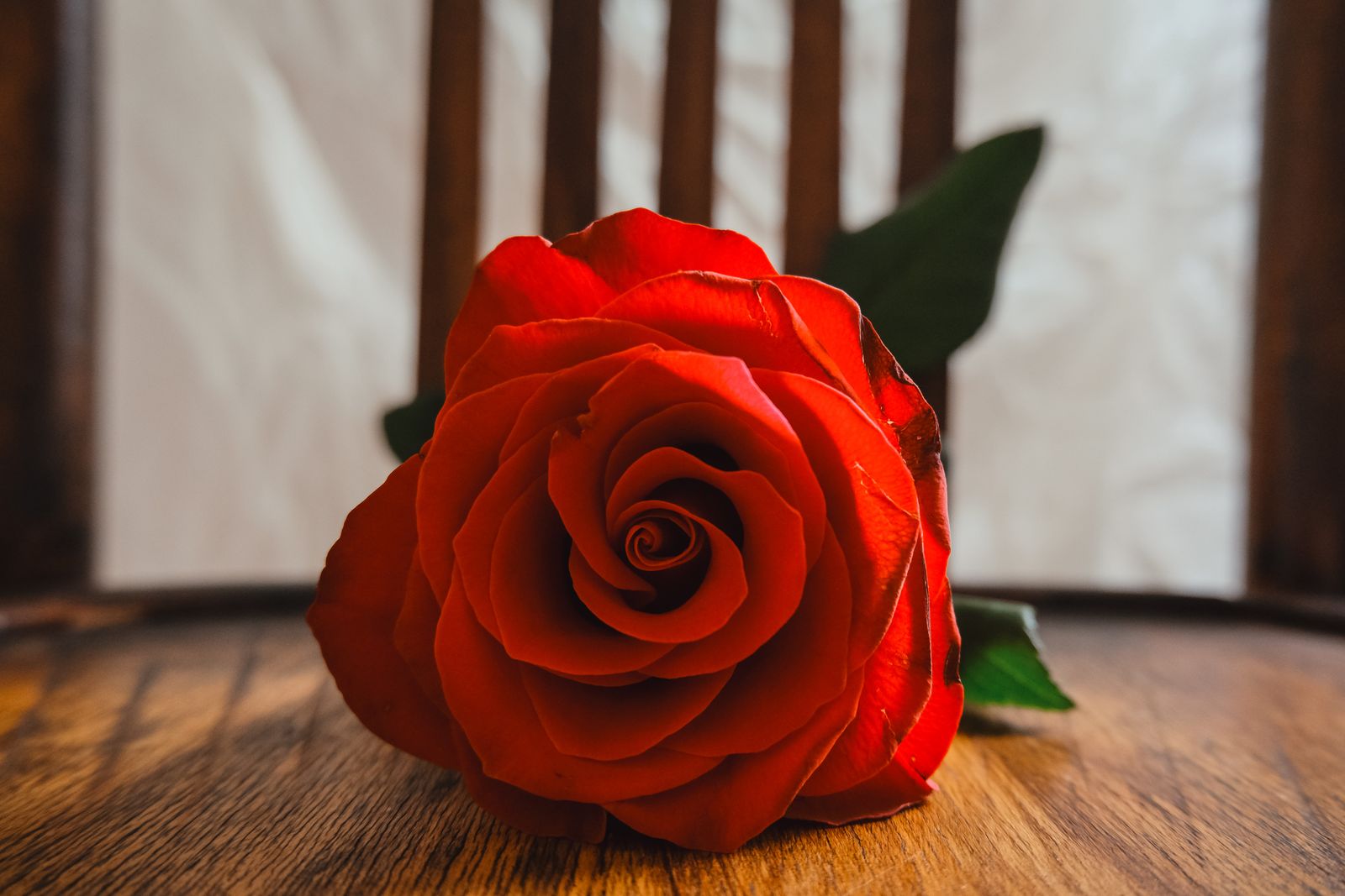 Red Rose On The Floor Photos, Download The BEST Free Red Rose On The ...