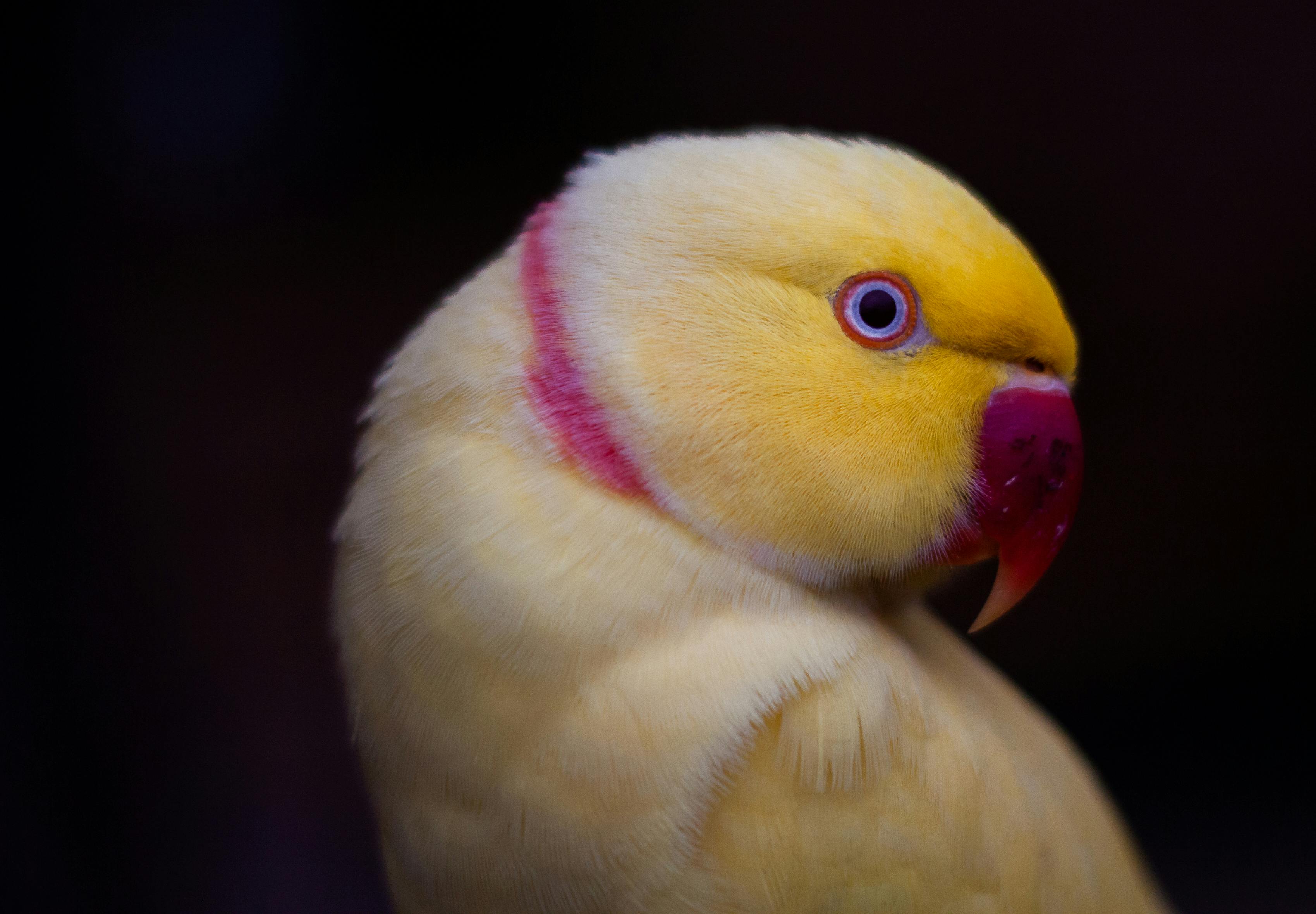 Ringneck Australien Photos, Download The BEST Free Ringneck Australien ...