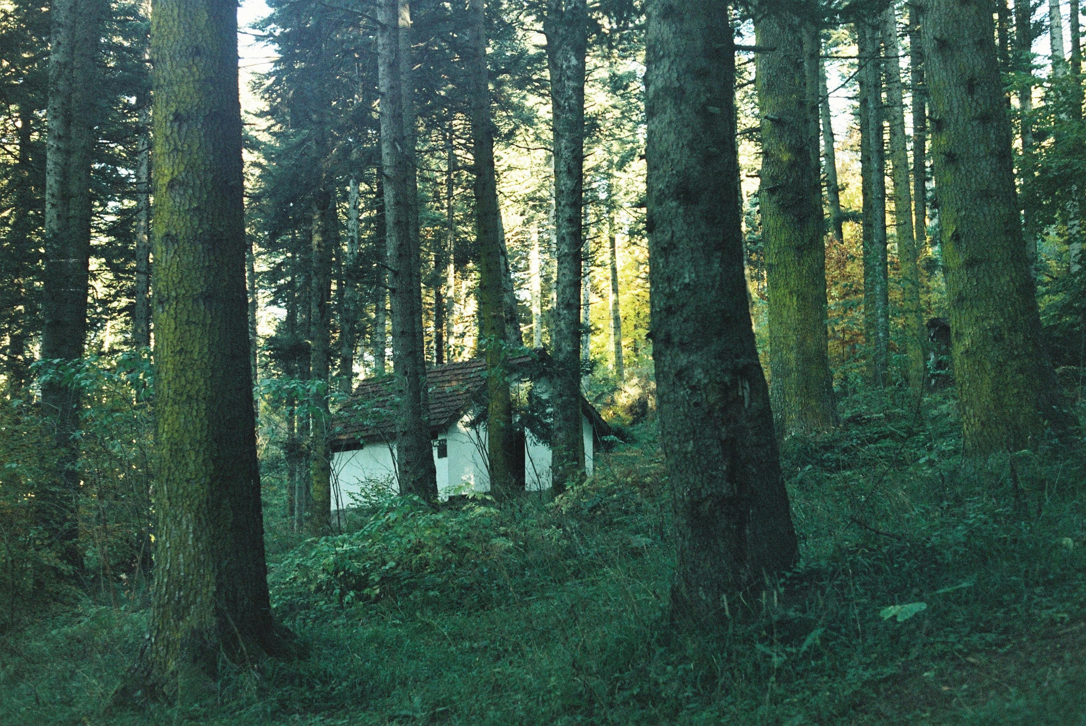Wooden building in the forest · Free Stock Photo