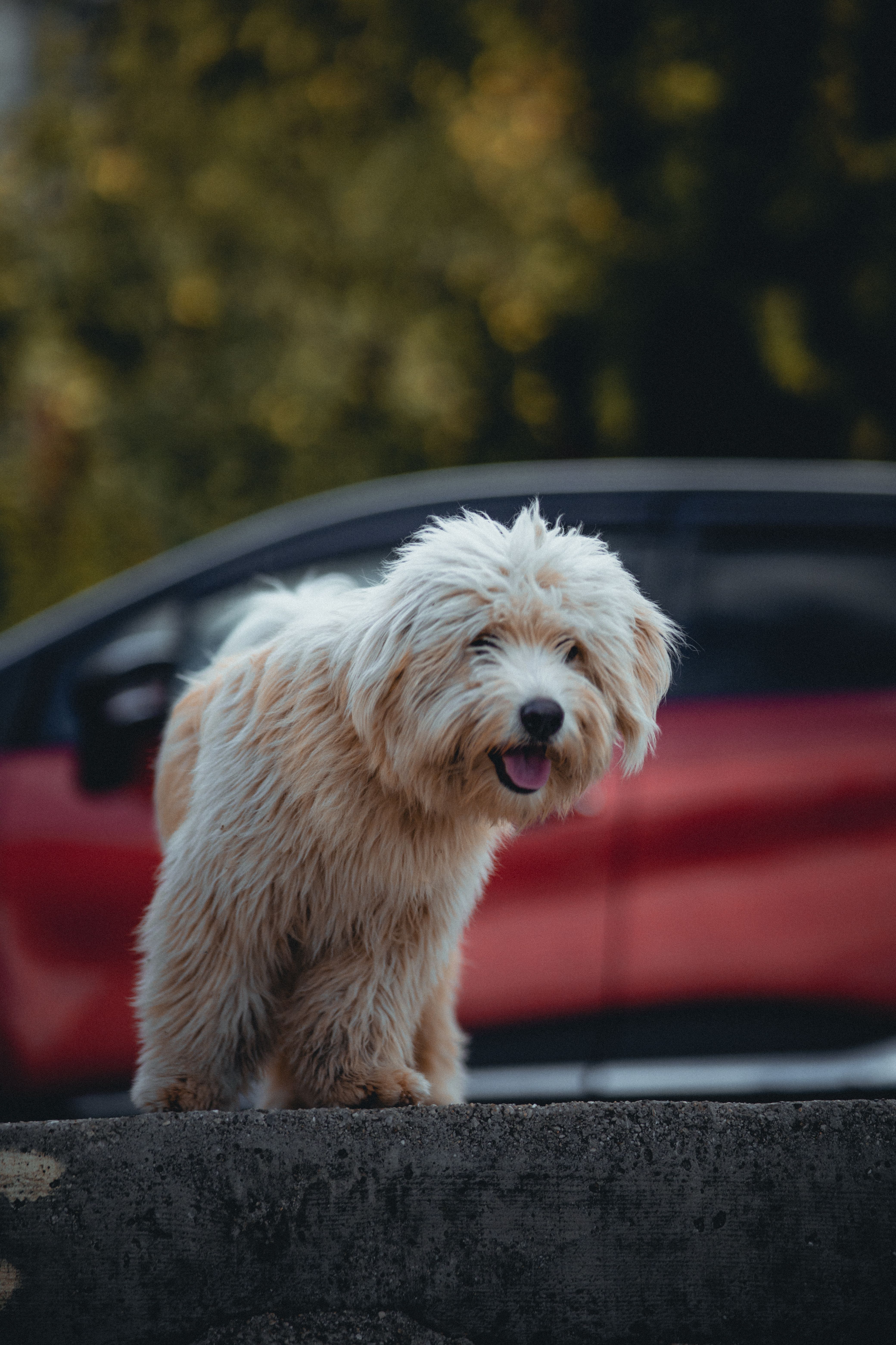 Portrait of a White Fluffy Dog Standing Outdoors · Free Stock Photo