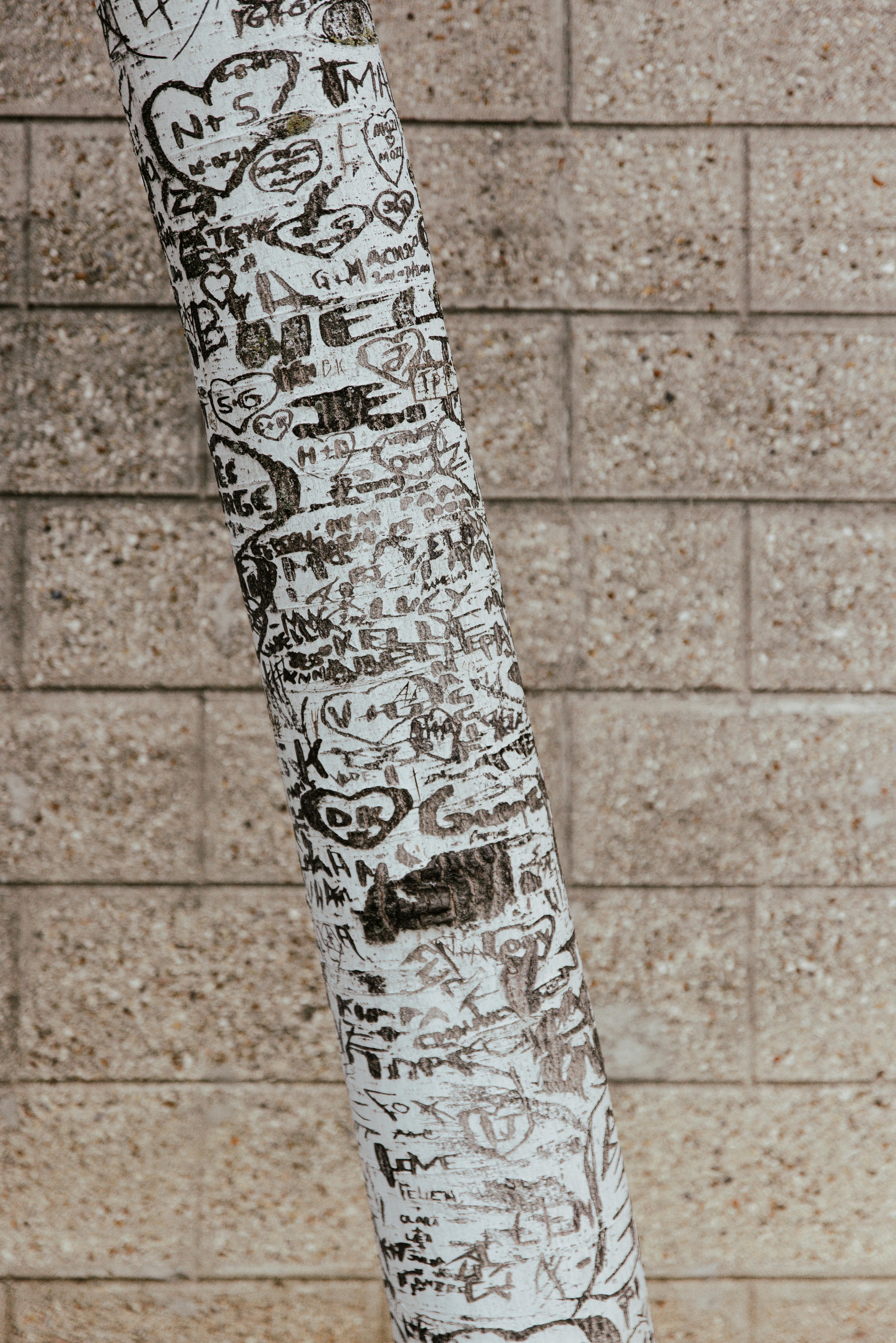 Drawings on Birch Tree Bark · Free Stock Photo