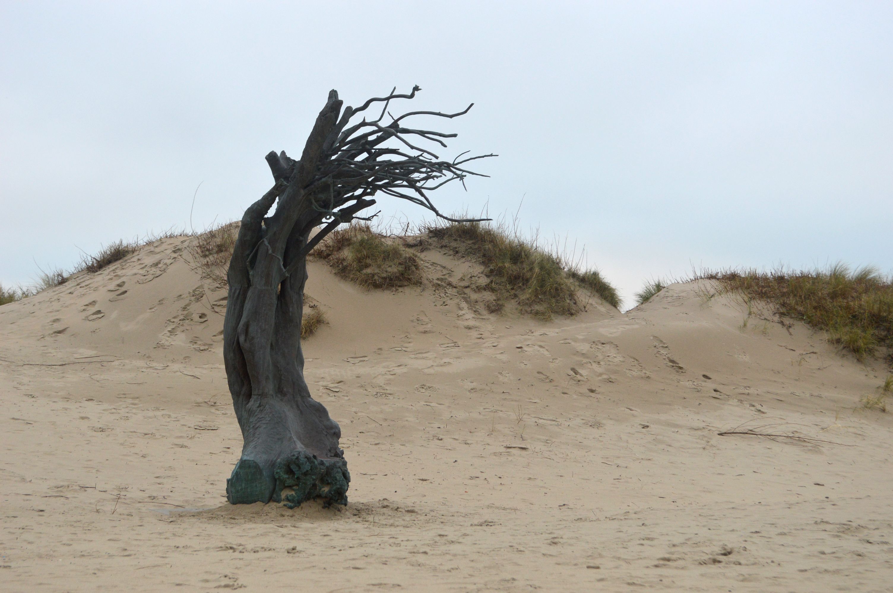 tree at the beach · Free Stock Photo