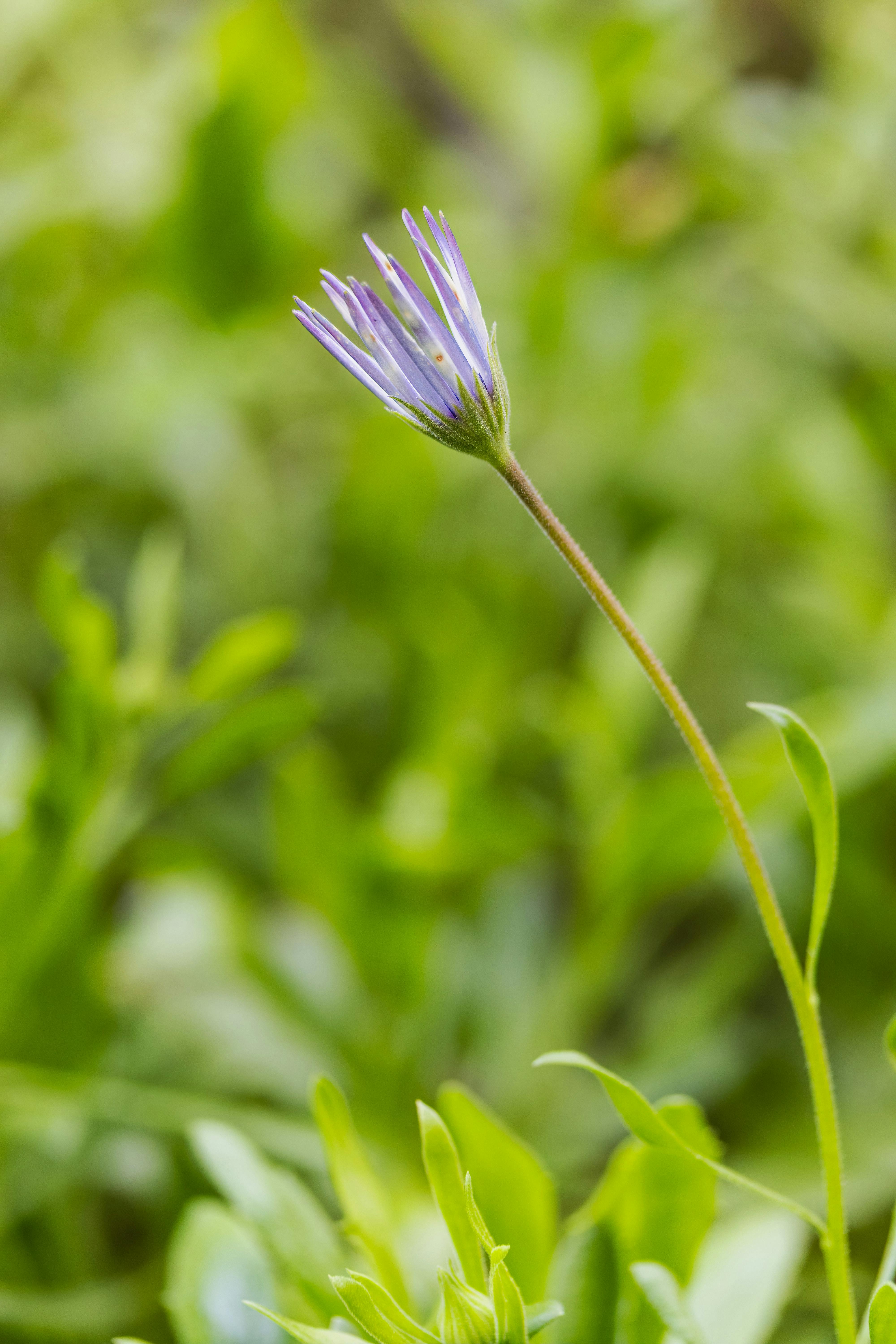 Plant Diadram Photos, Download The BEST Free Plant Diadram Stock Photos ...