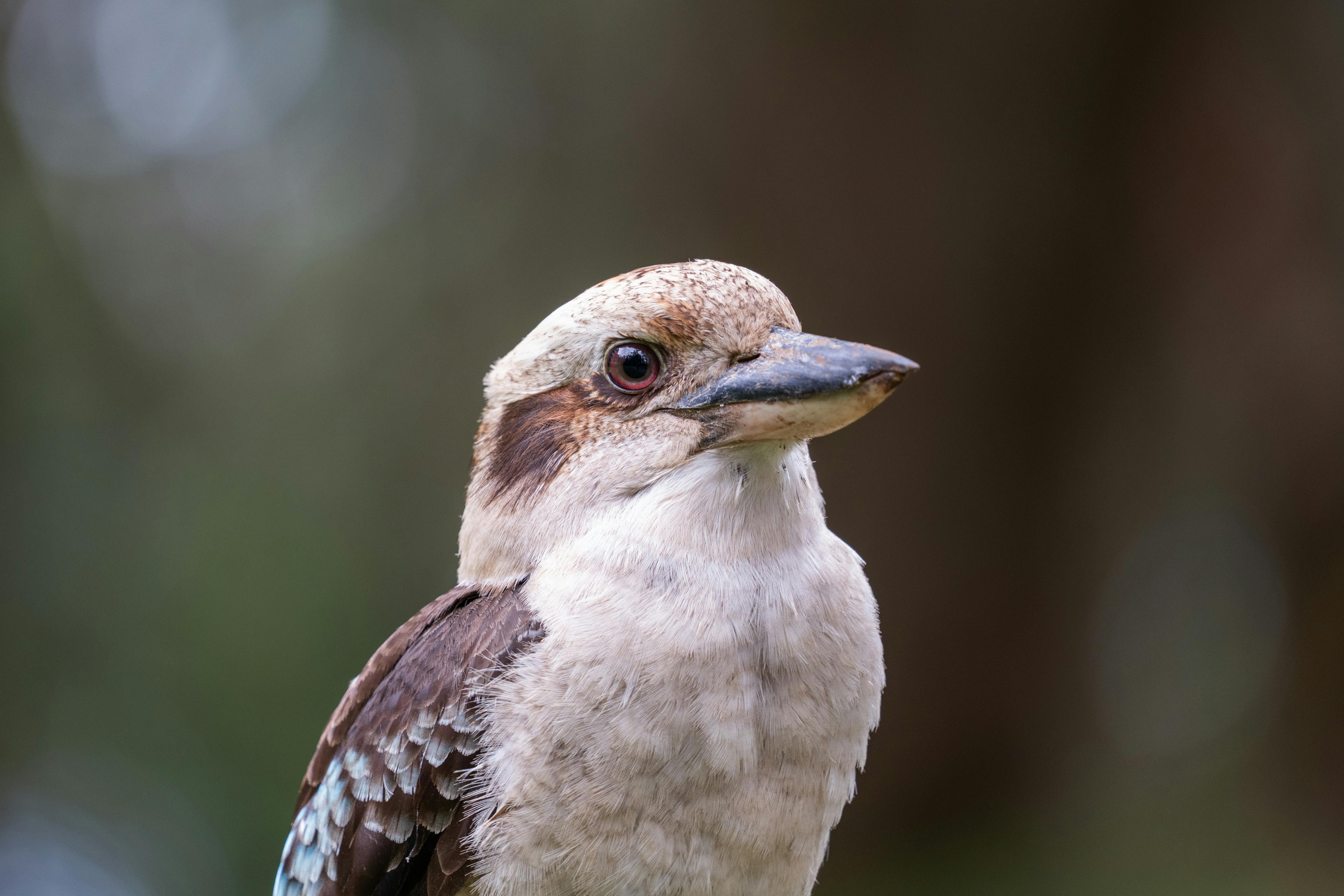 Kookaburra Photos, Download The BEST Free Kookaburra Stock Photos & HD ...
