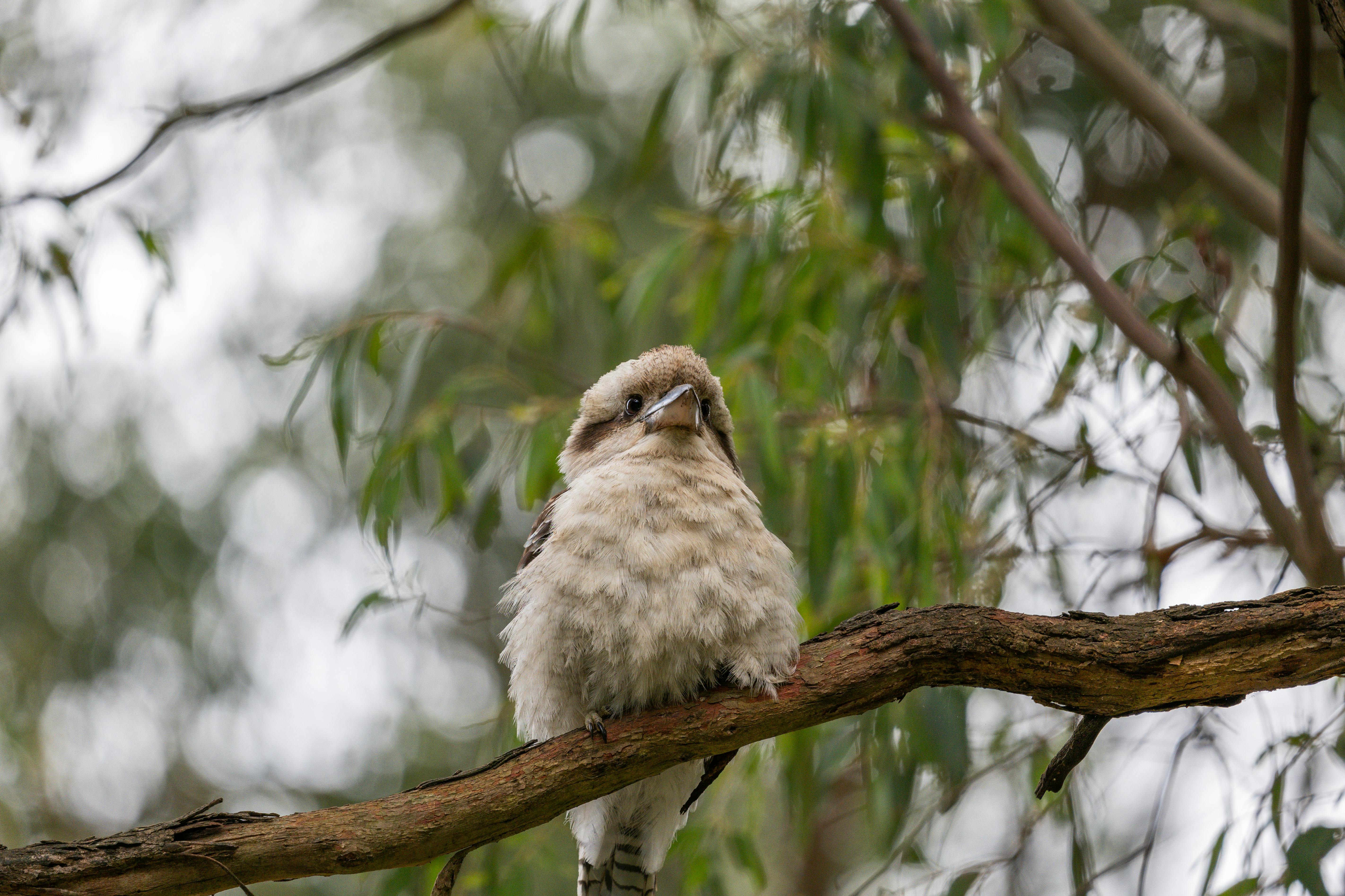 Small Beige and Brown Bird · Free Stock Photo