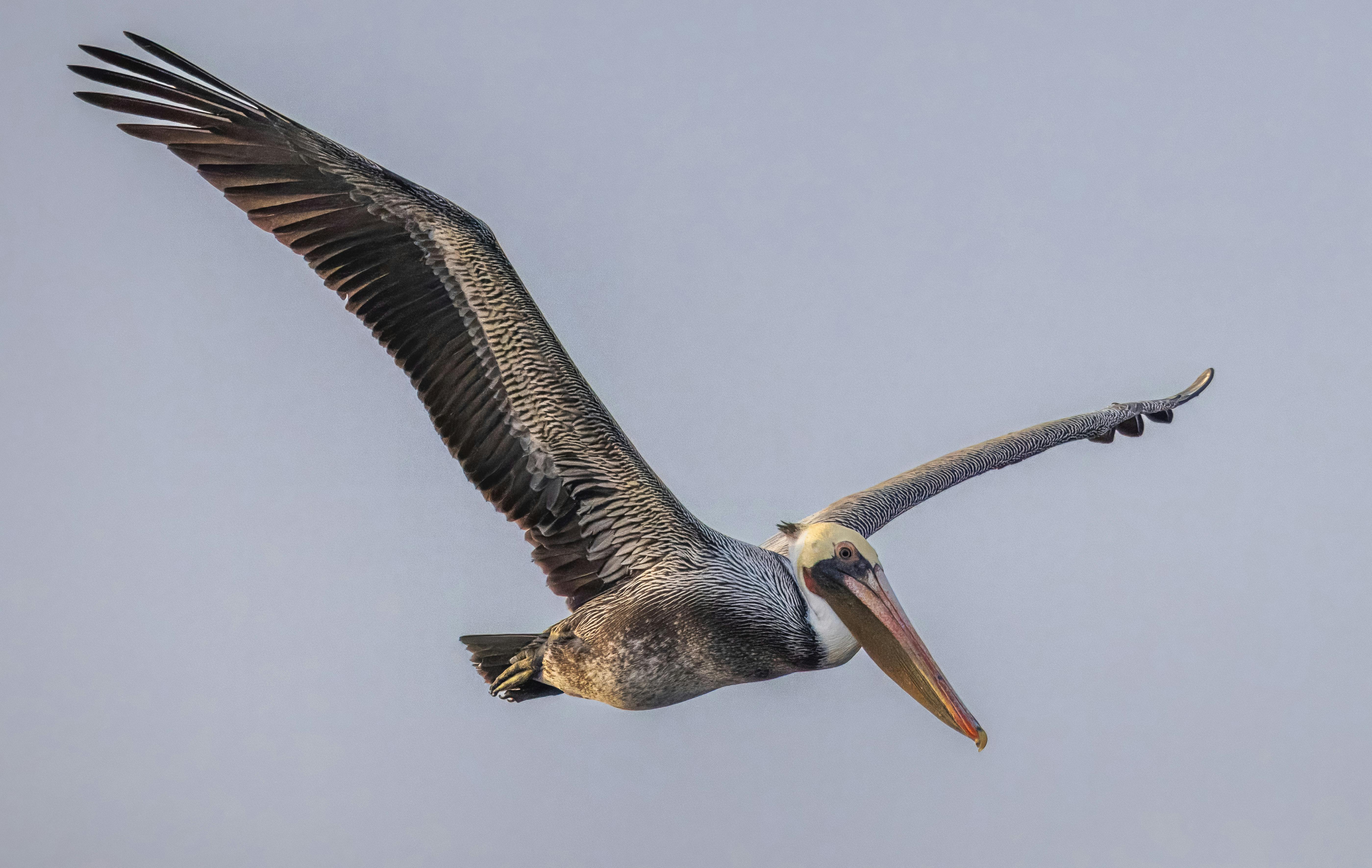 Photo gratuite de ailes, aviaire, ciel, faune, mouche, oiseau, pélican ...