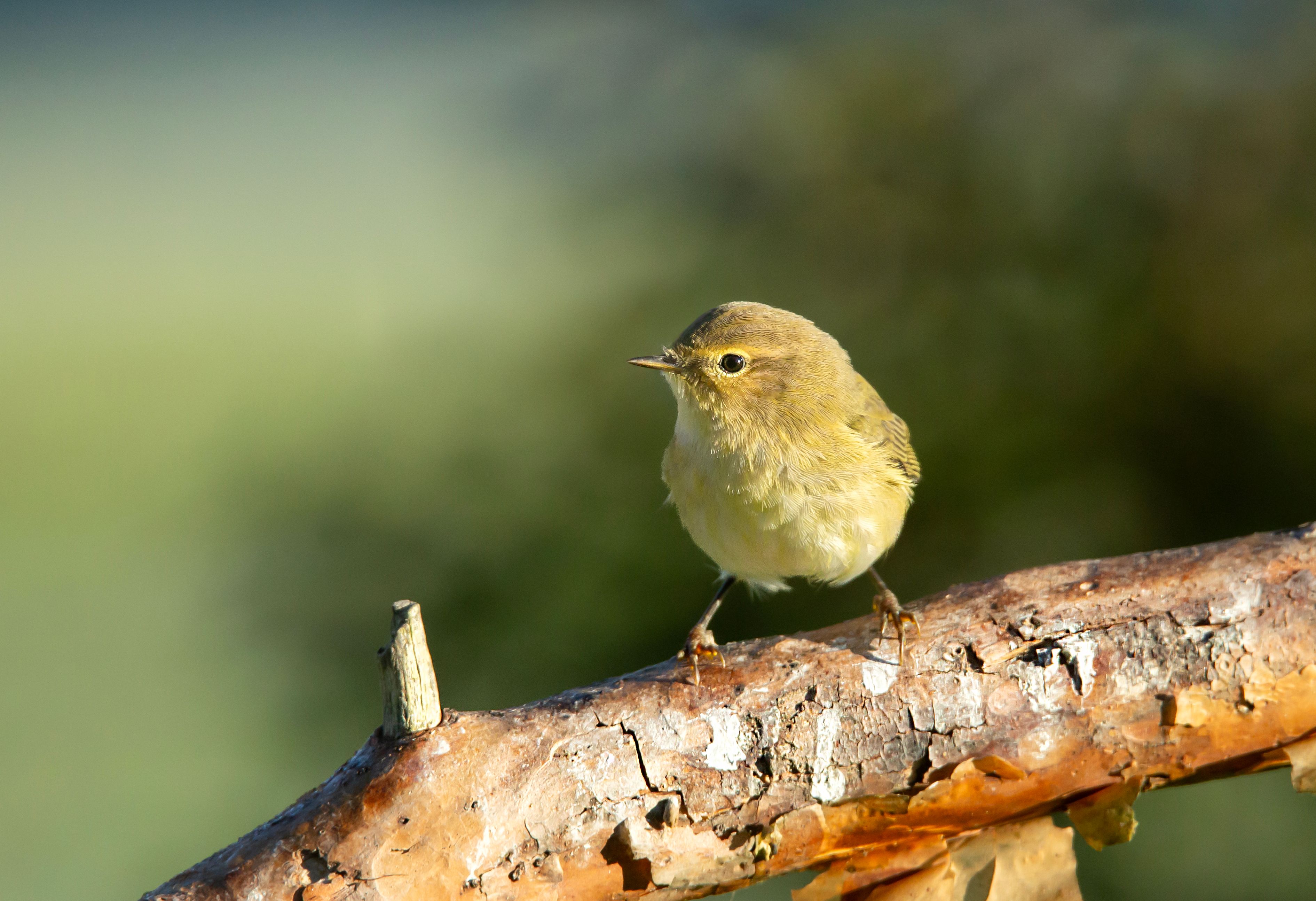 Small Bird in Nature · Free Stock Photo