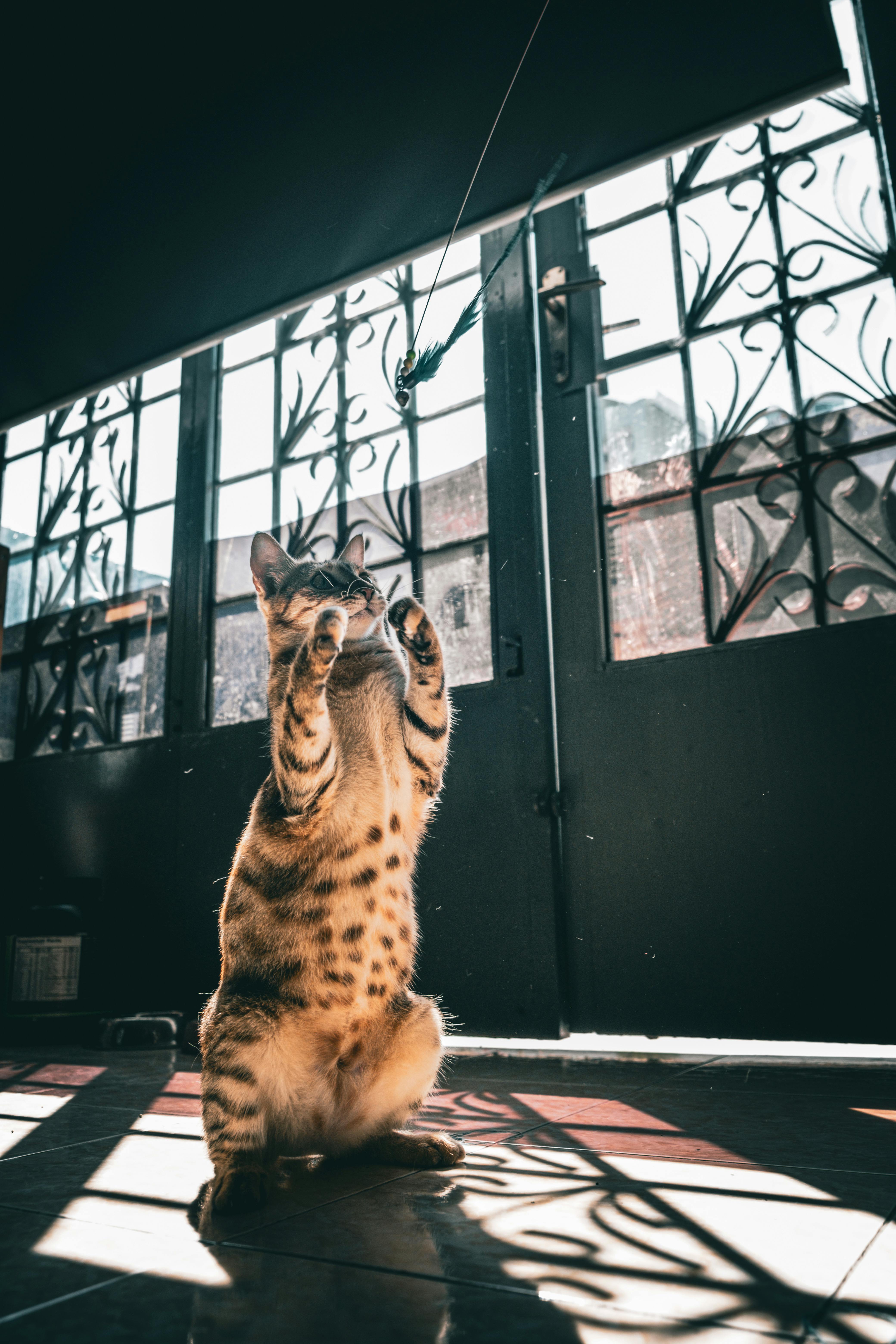 60 000+ Petit Mil banque d’images et photos libres de droit ...