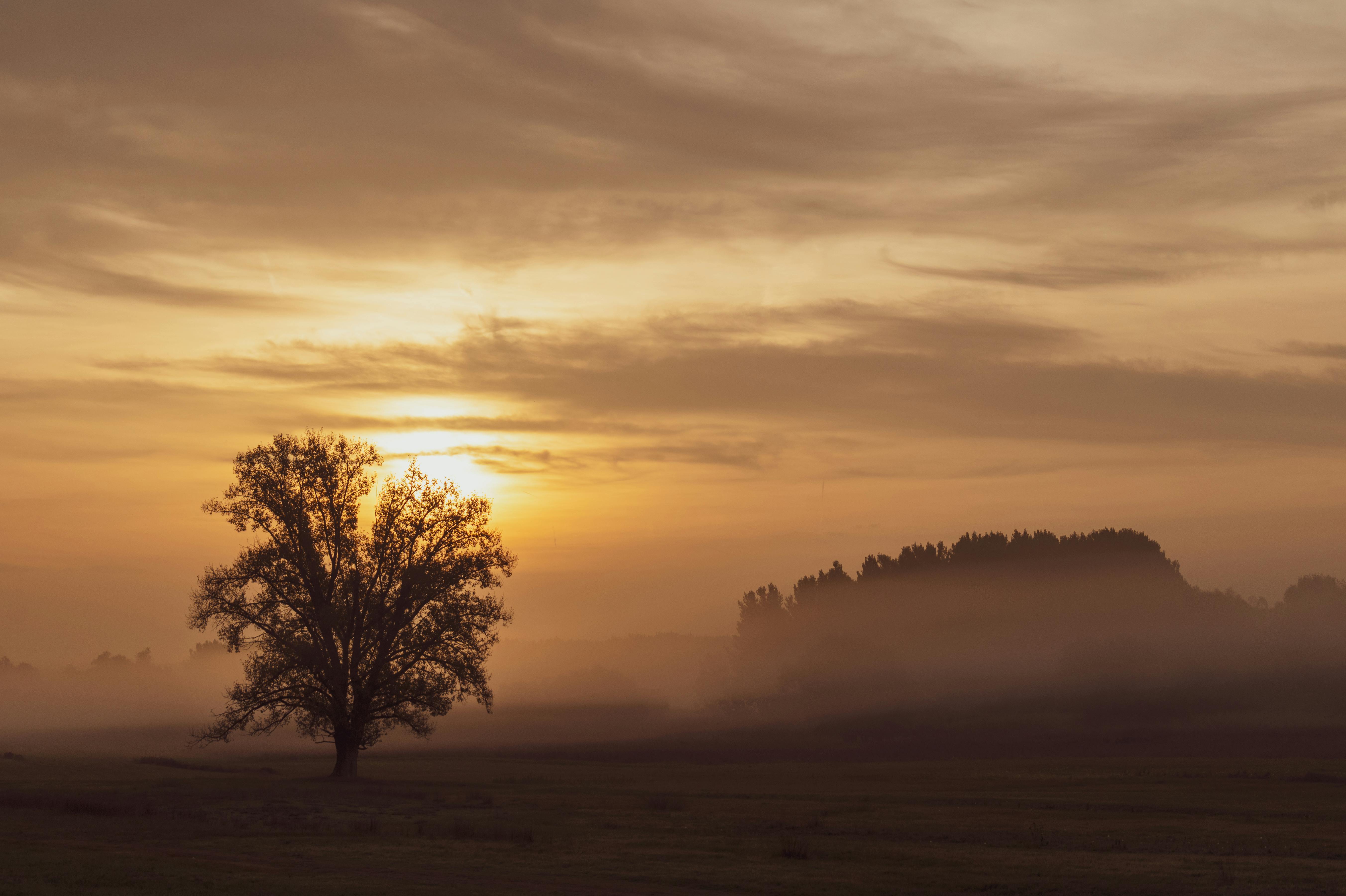 Single Tree Photos, Download The BEST Free Single Tree Stock Photos ...