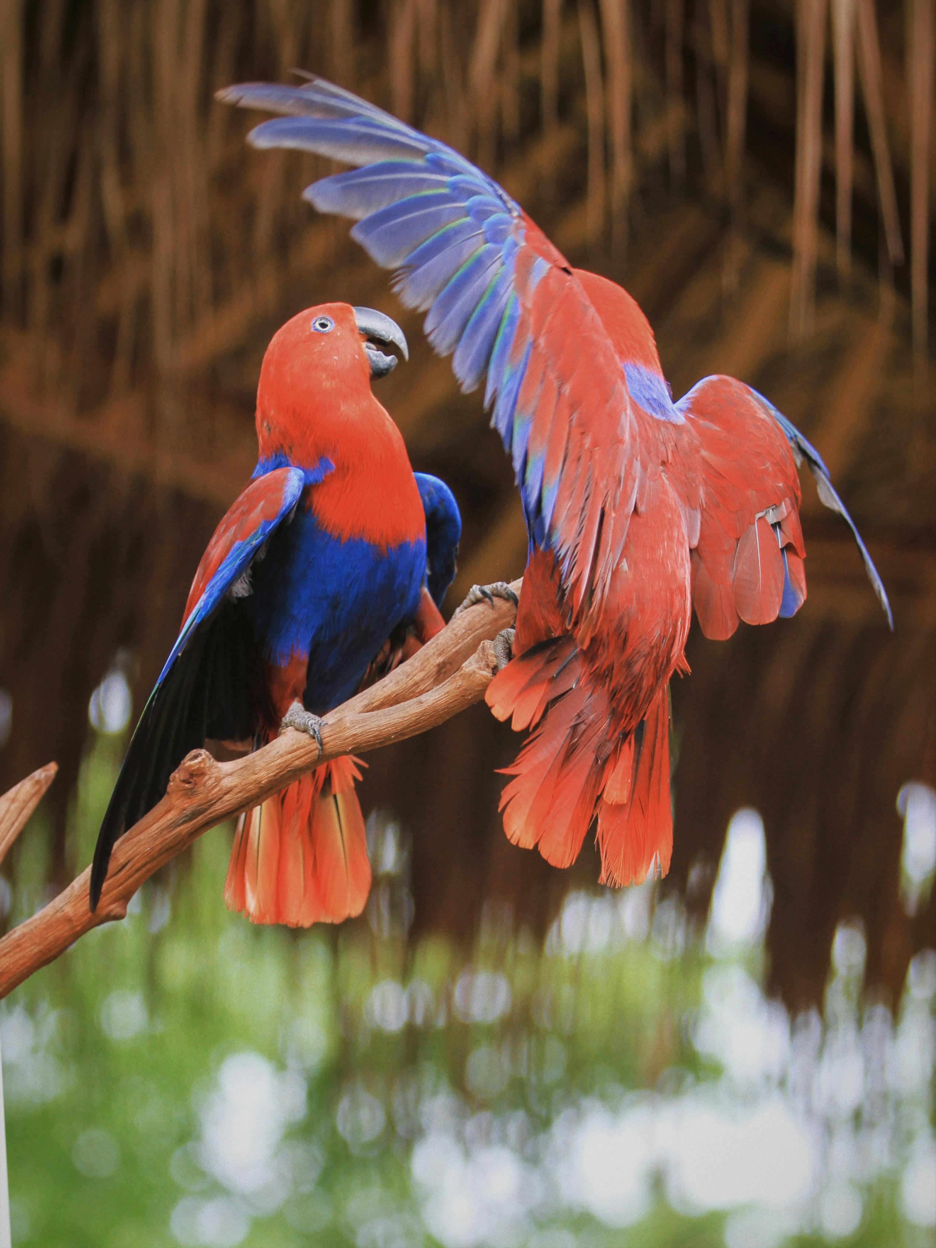 Red Parakeet on Green Leaf Plant · Free Stock Photo
