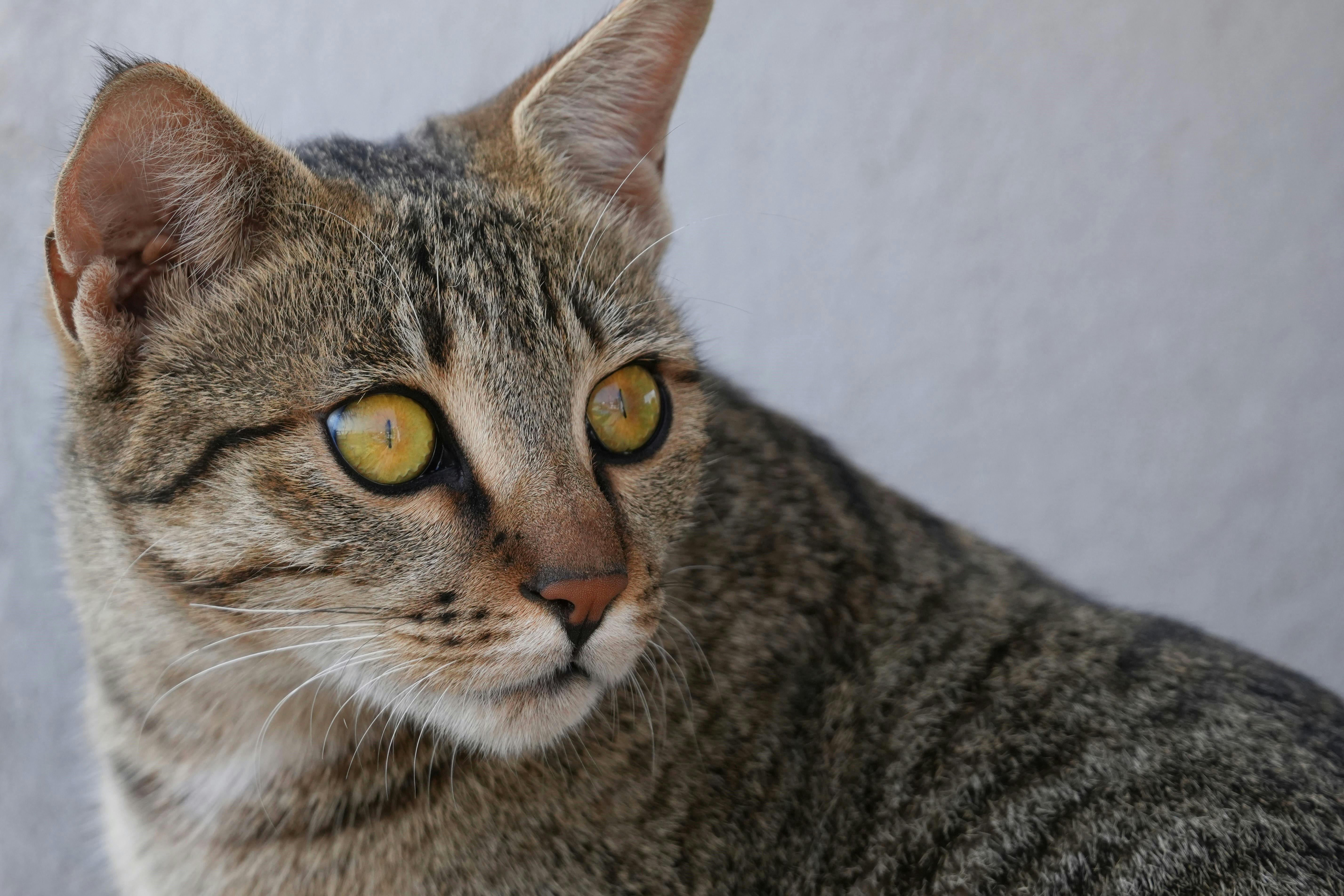 Close-up of a Tabby Cat with Yellow Eyes · Free Stock Photo