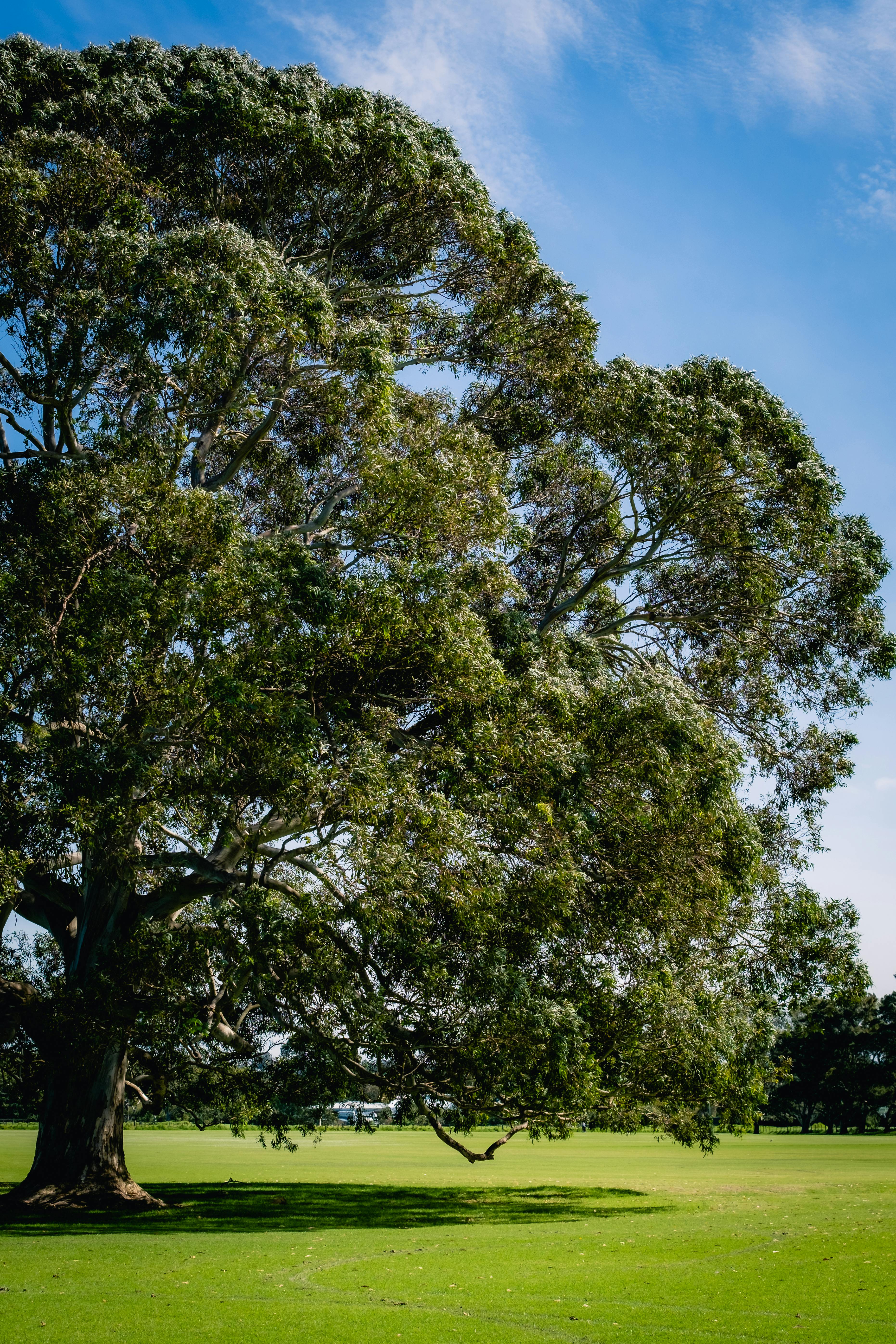 Tree Park Photos, Download The BEST Free Tree Park Stock Photos & HD Images