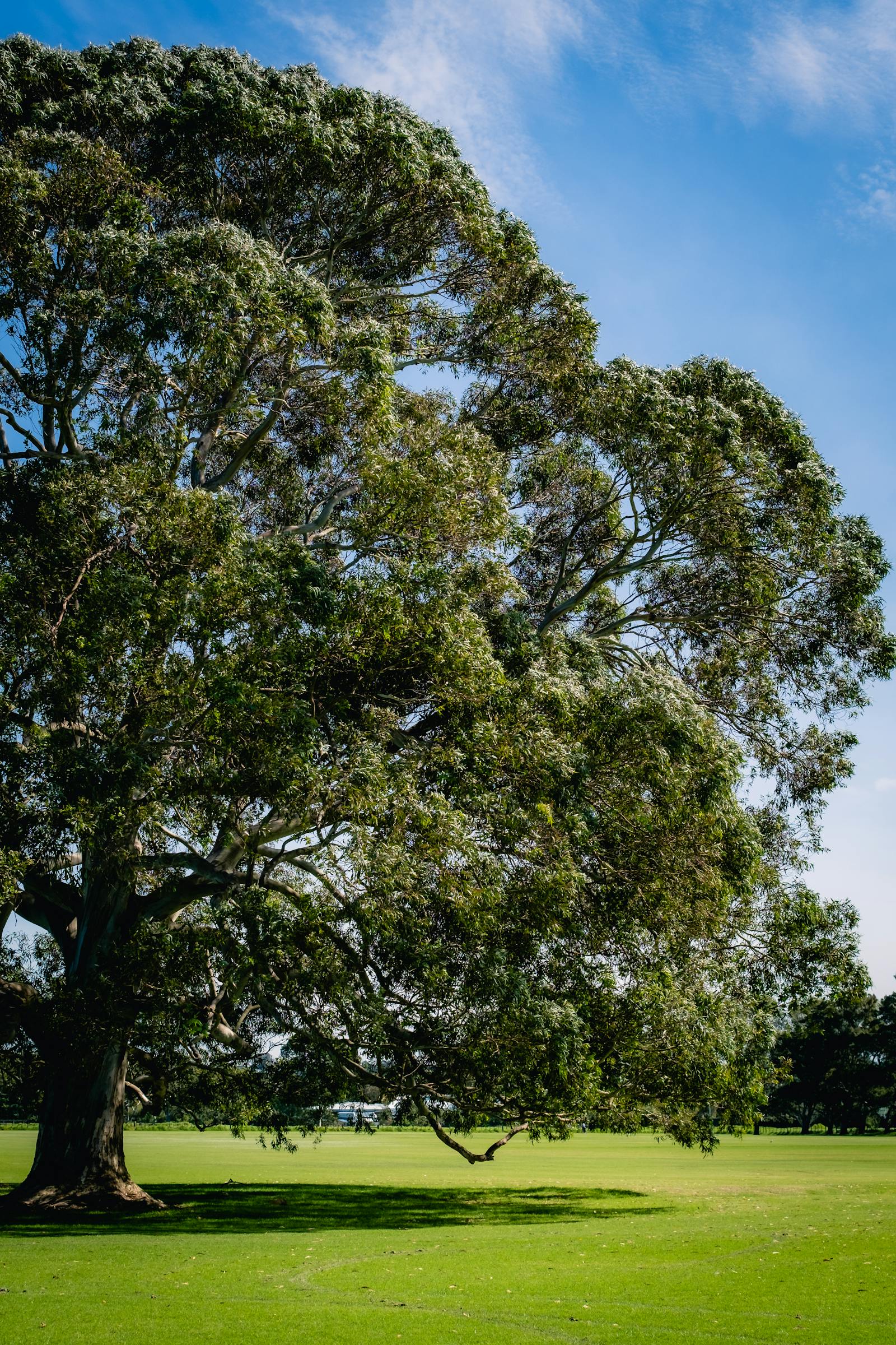 Tree Park Photos, Download The BEST Free Tree Park Stock Photos & HD Images