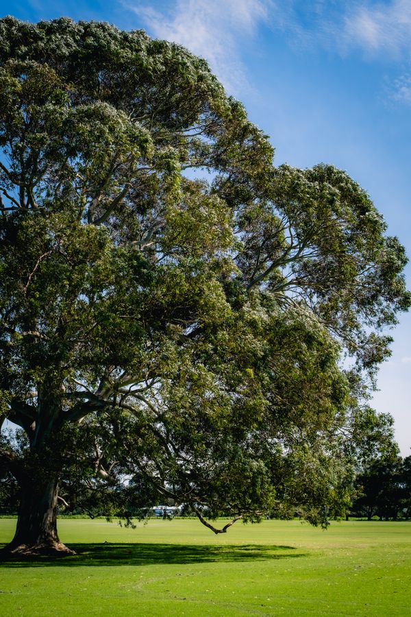 Tree Park Photos, Download The BEST Free Tree Park Stock Photos & HD Images