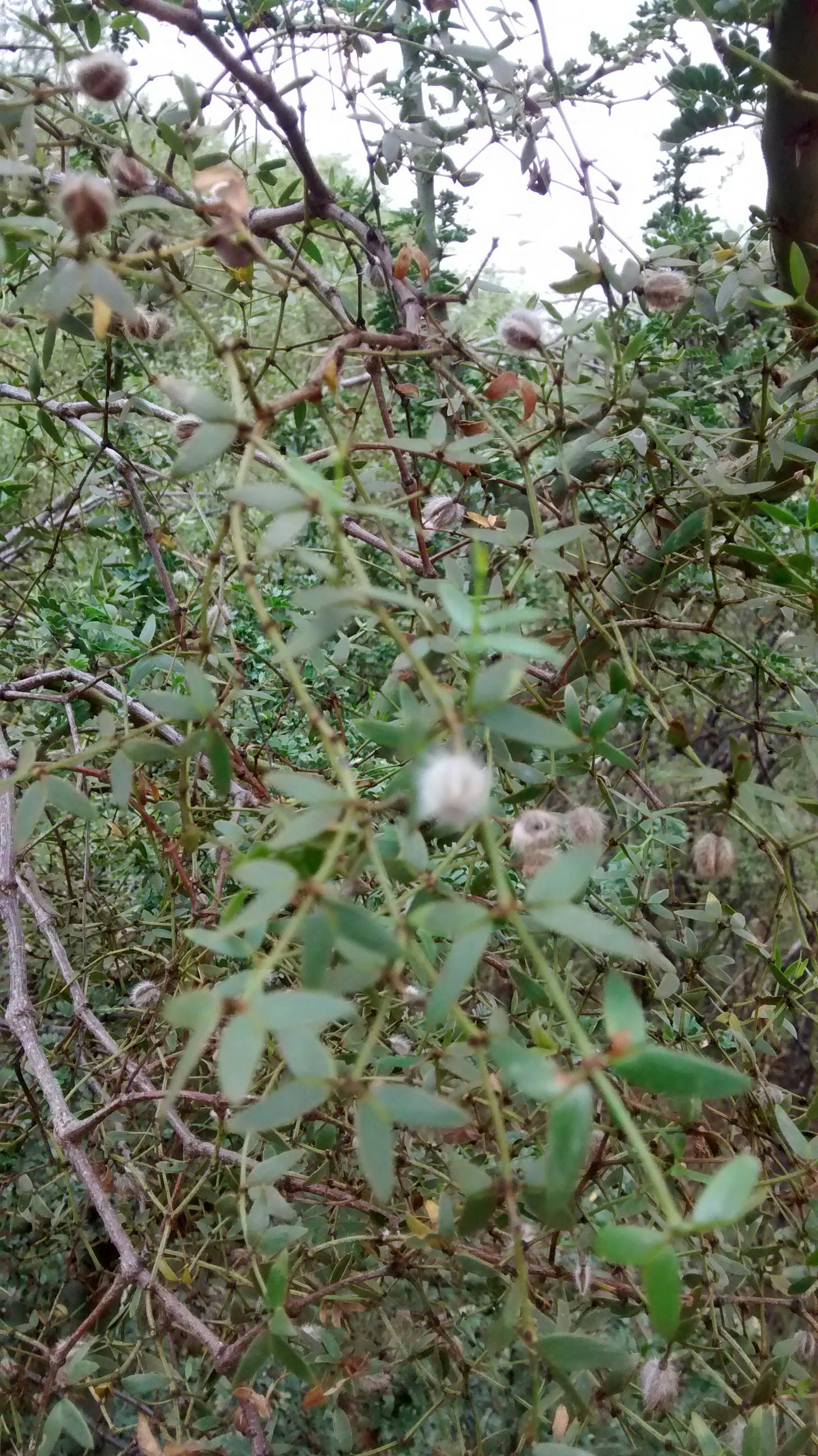 Free stock photo of jarilla