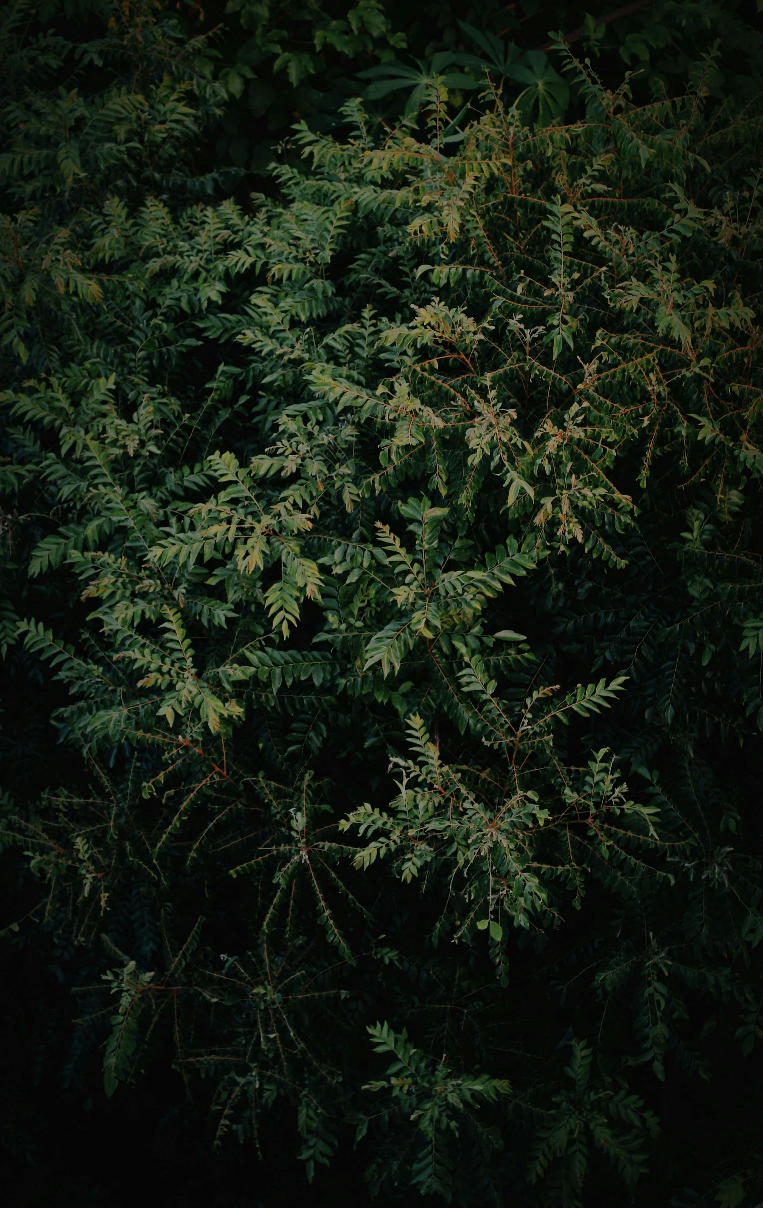 David Vinson - 写真