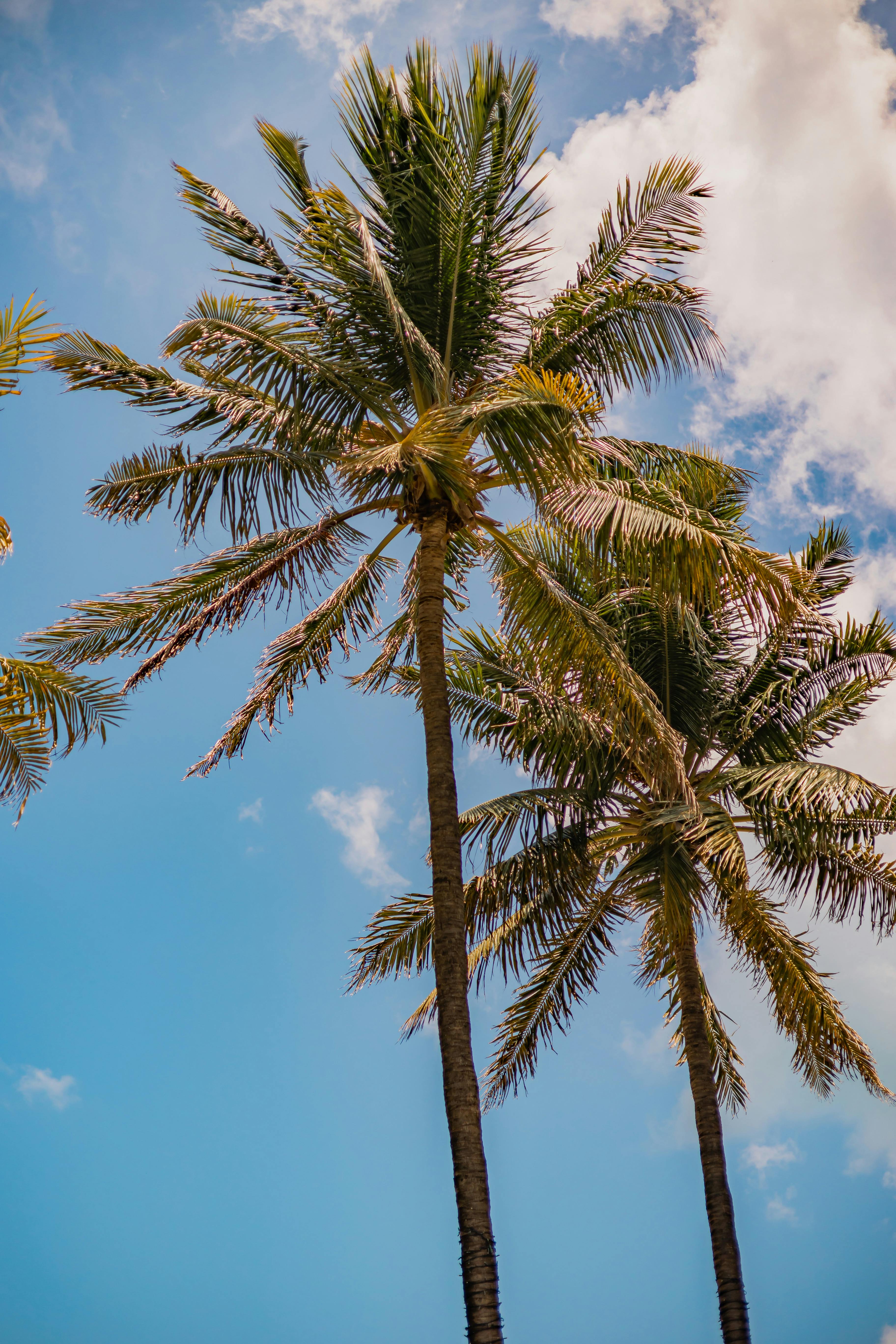 Miami - Palm tree · Free Stock Photo
