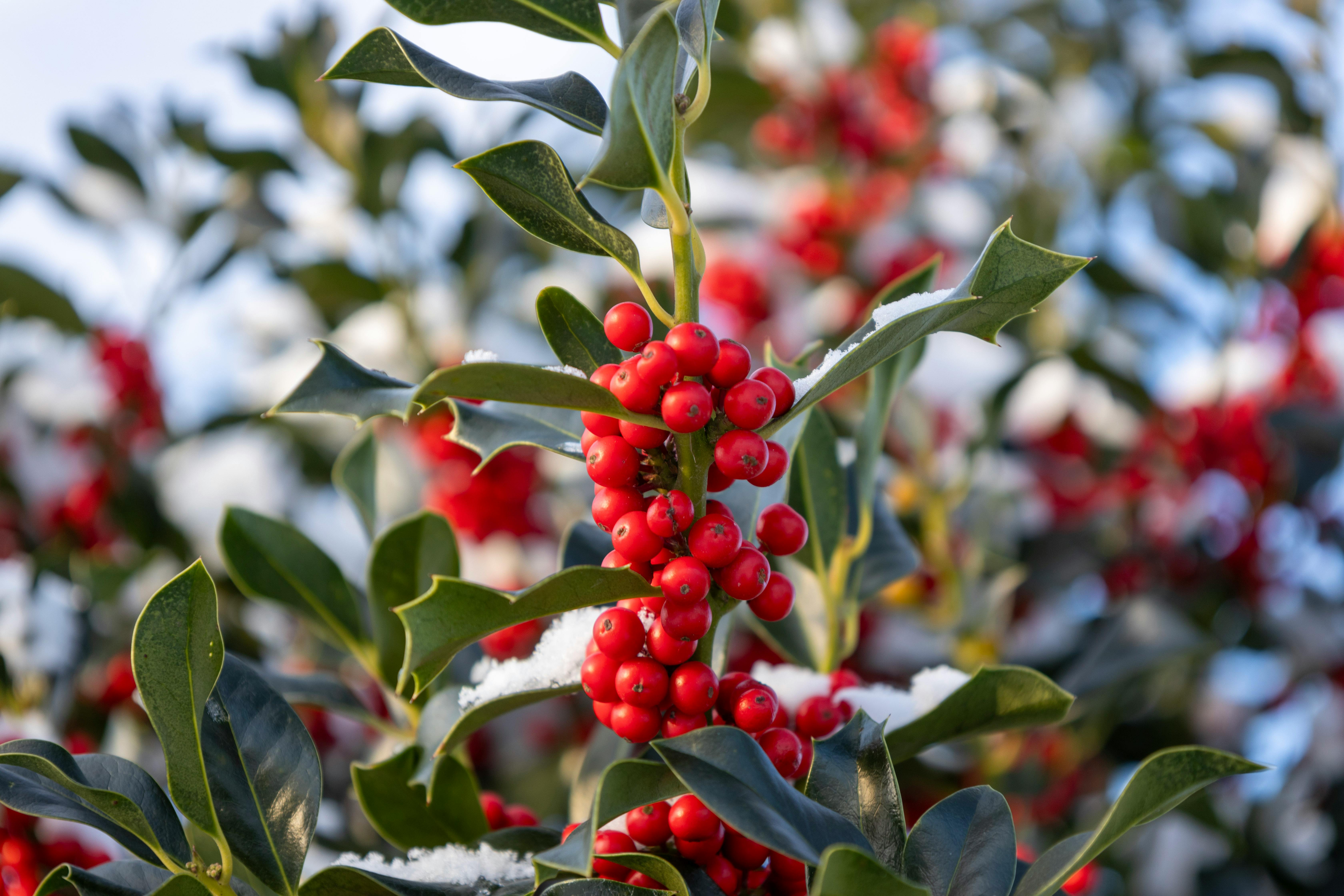 Close Up Photography of Red Round Fruit · Free Stock Photo