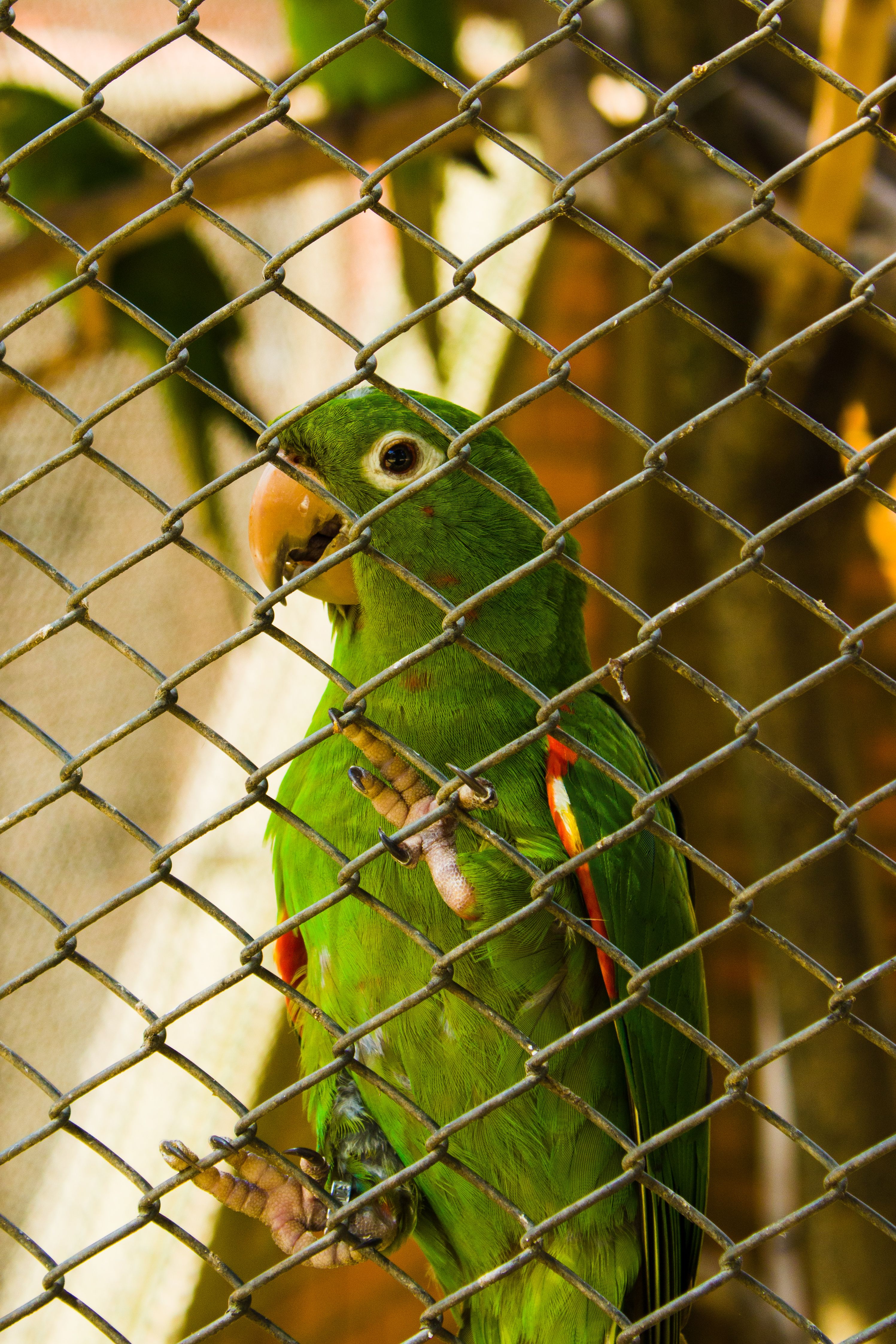 Parrot in a Cage · Free Stock Photo