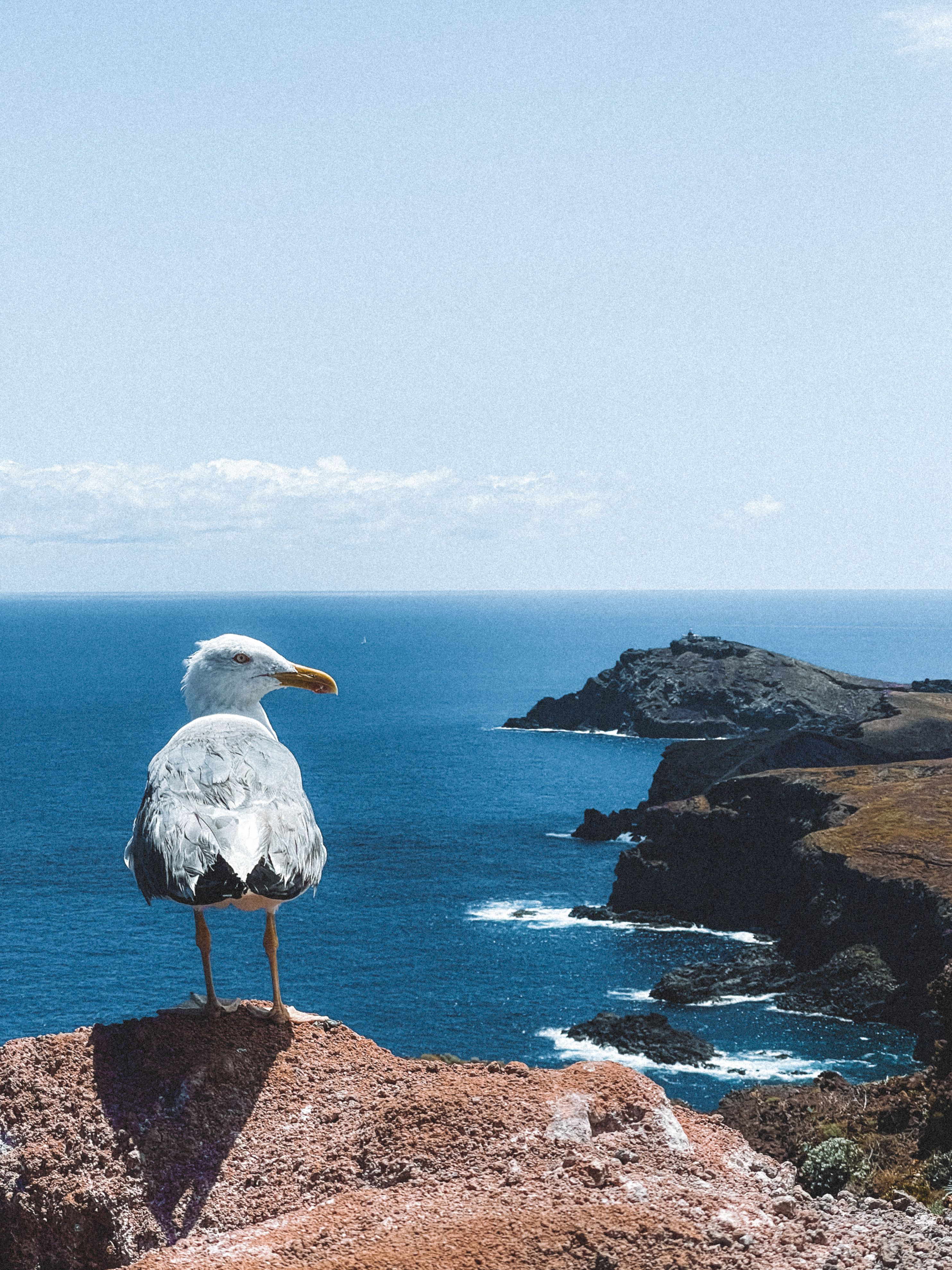 Seagull on Rock over Sea Shore · Free Stock Photo