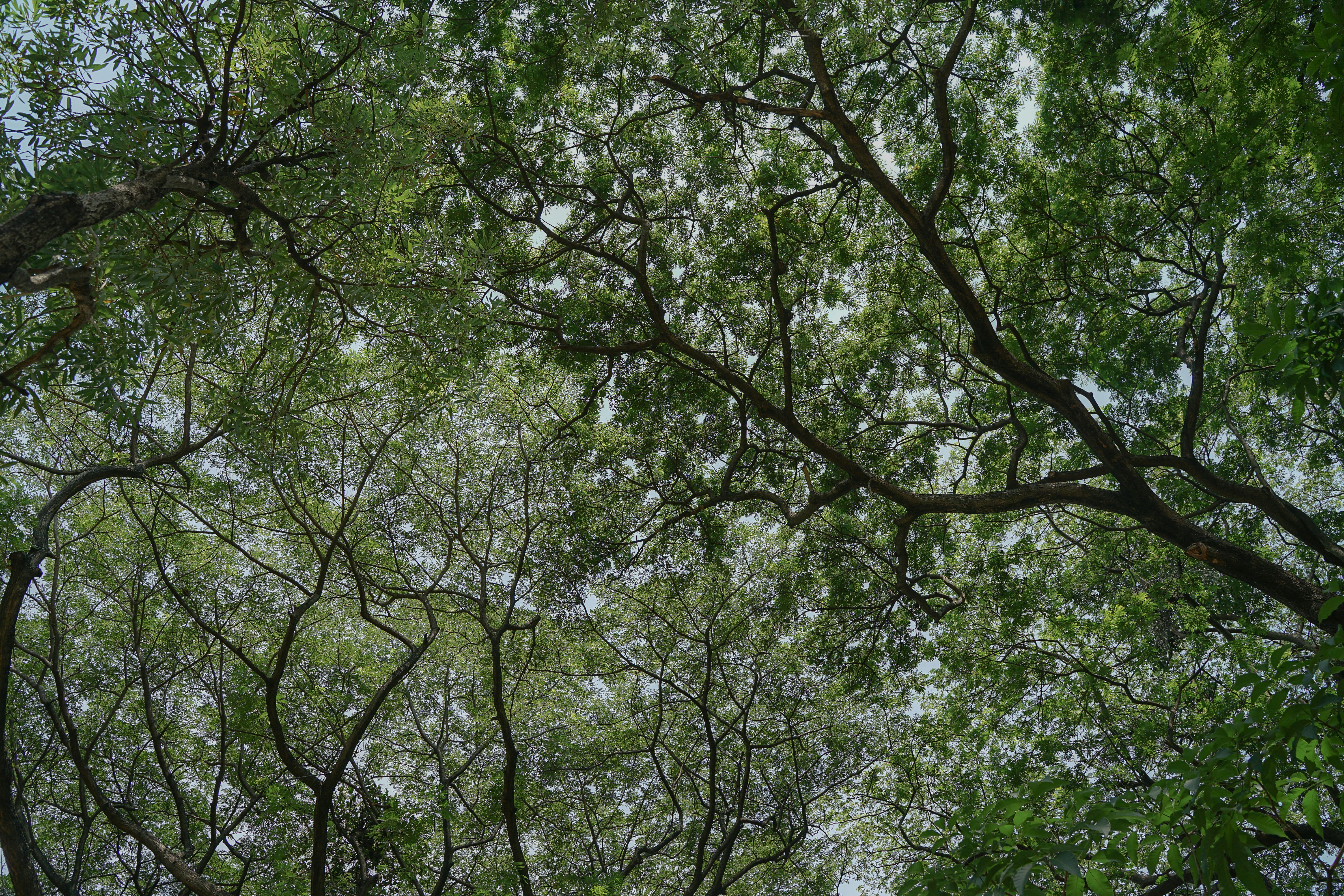 Low Angle Photography of Brown Leaf Forest Trees at Daytime · Free ...