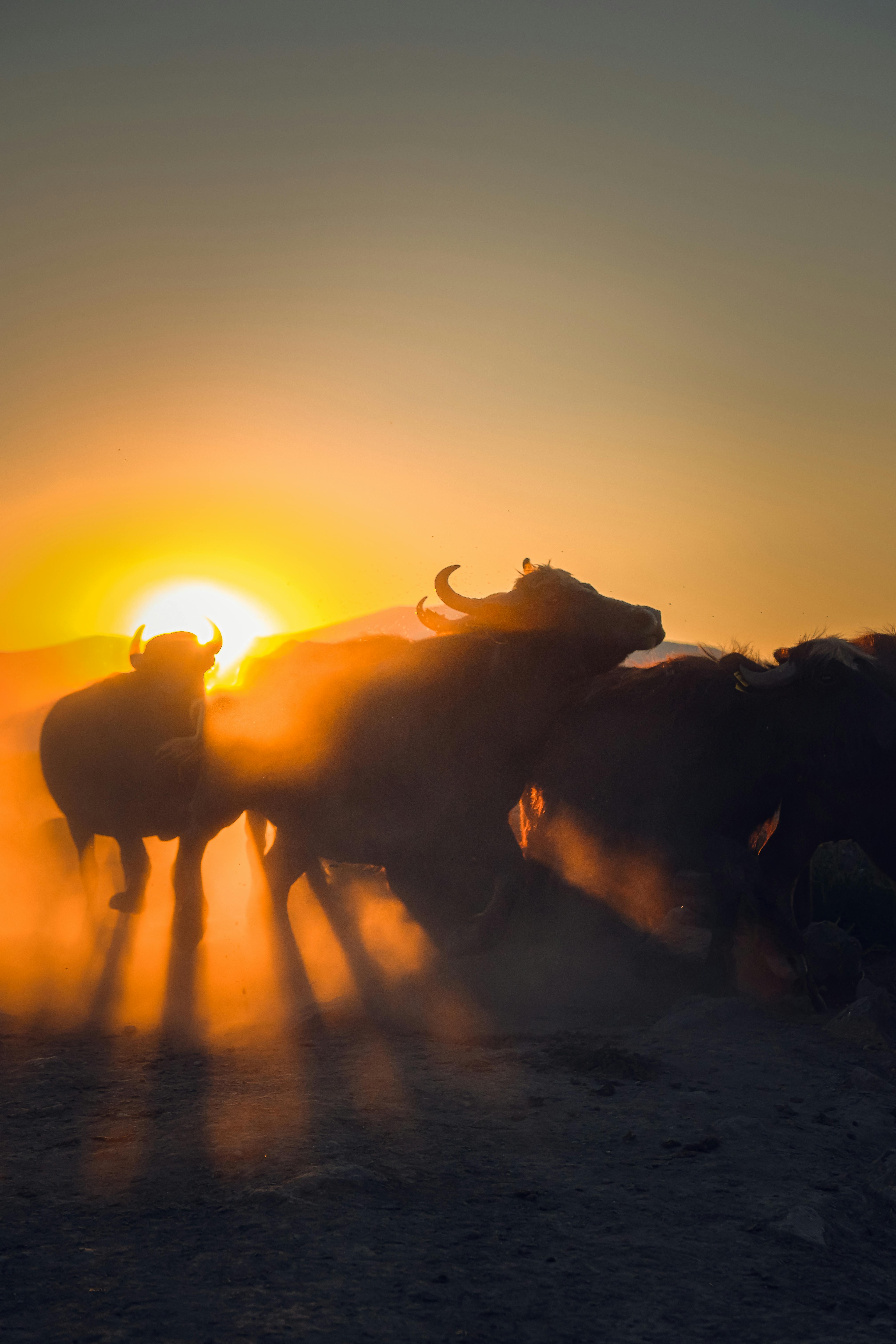 Cattle in a Field at Sunset · Free Stock Photo