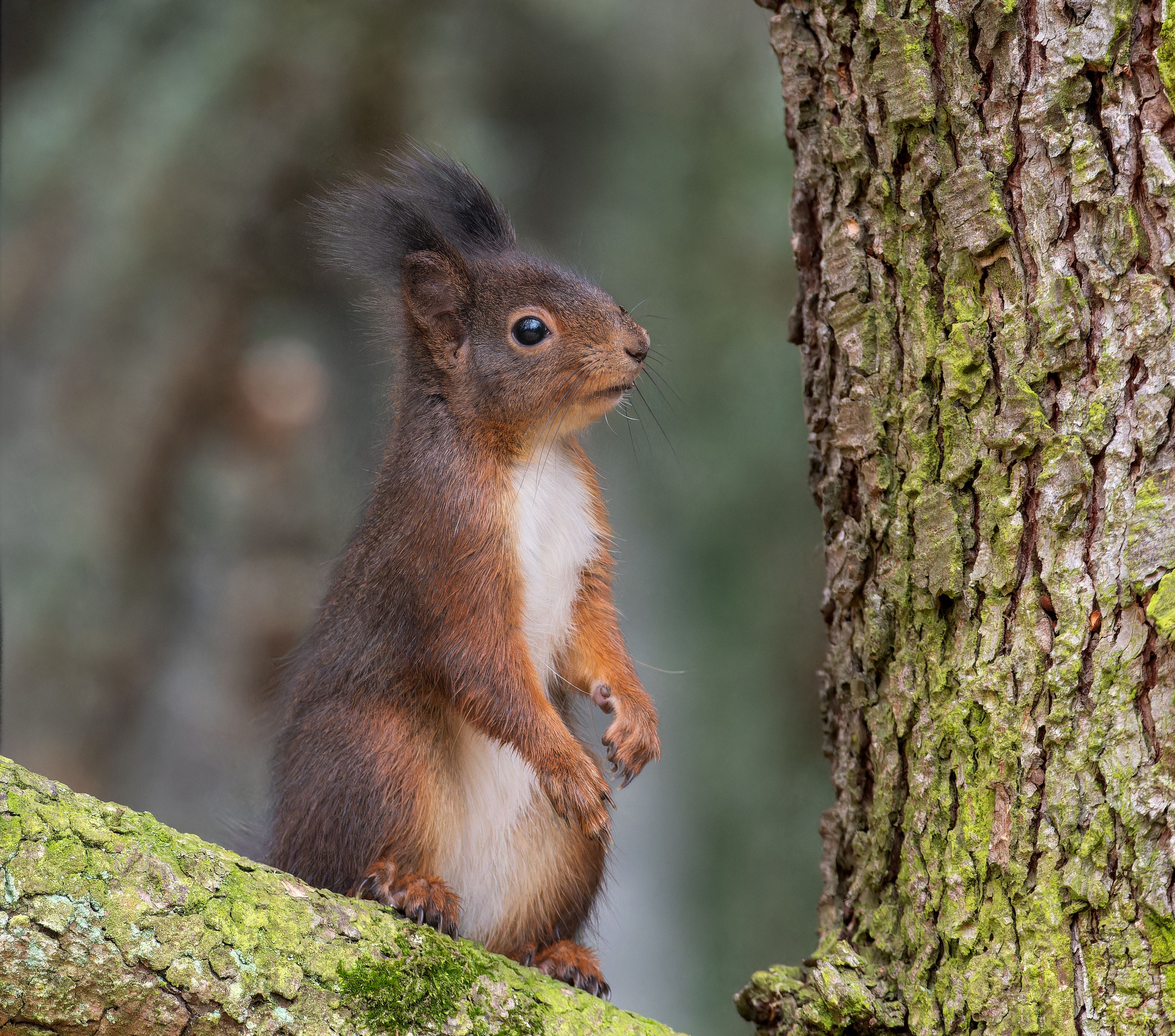 A Red Squirrel Gnawing a Conifer Cone · Free Stock Photo