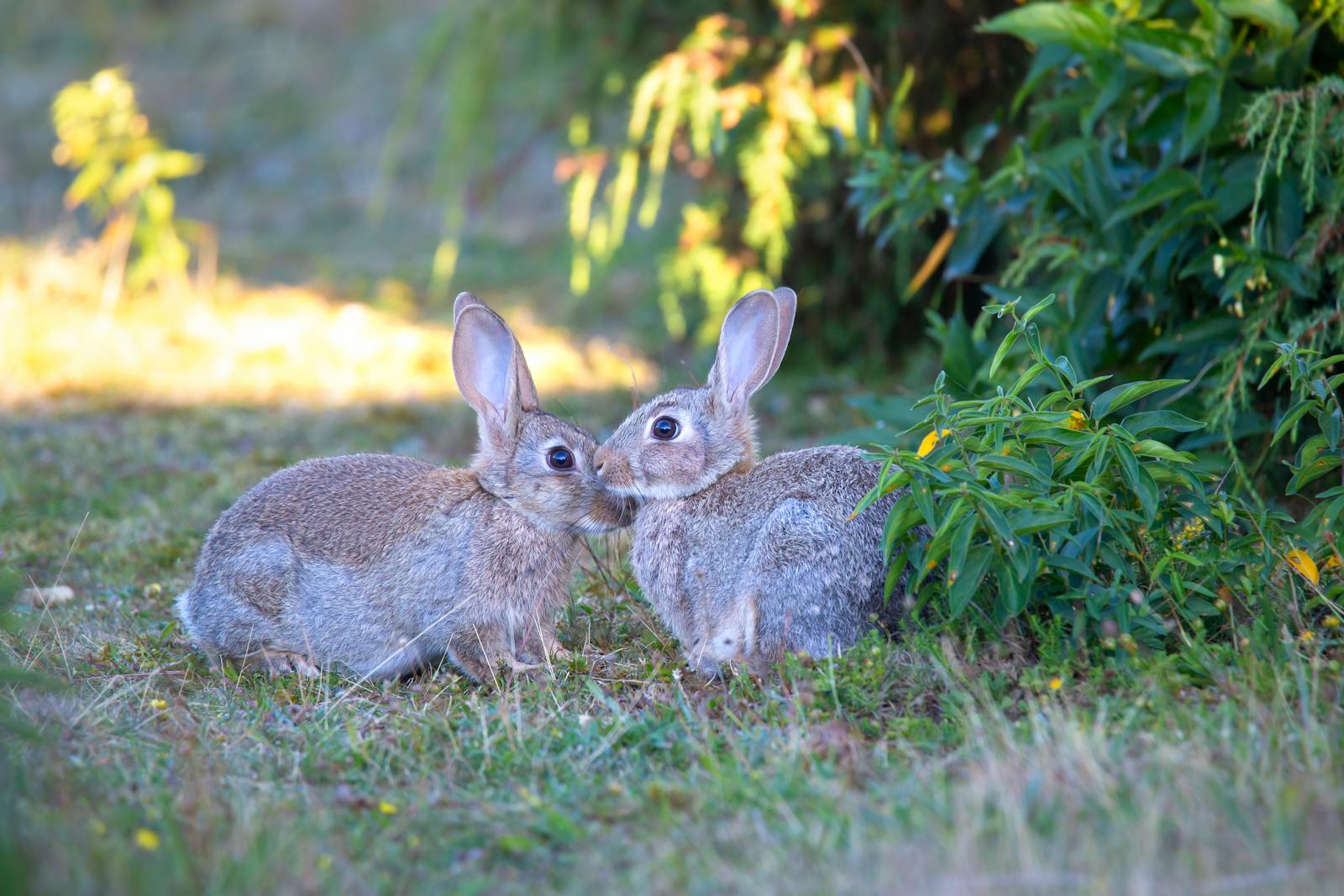 Rabbit Images Photos, Download The BEST Free Rabbit Images Stock Photos ...