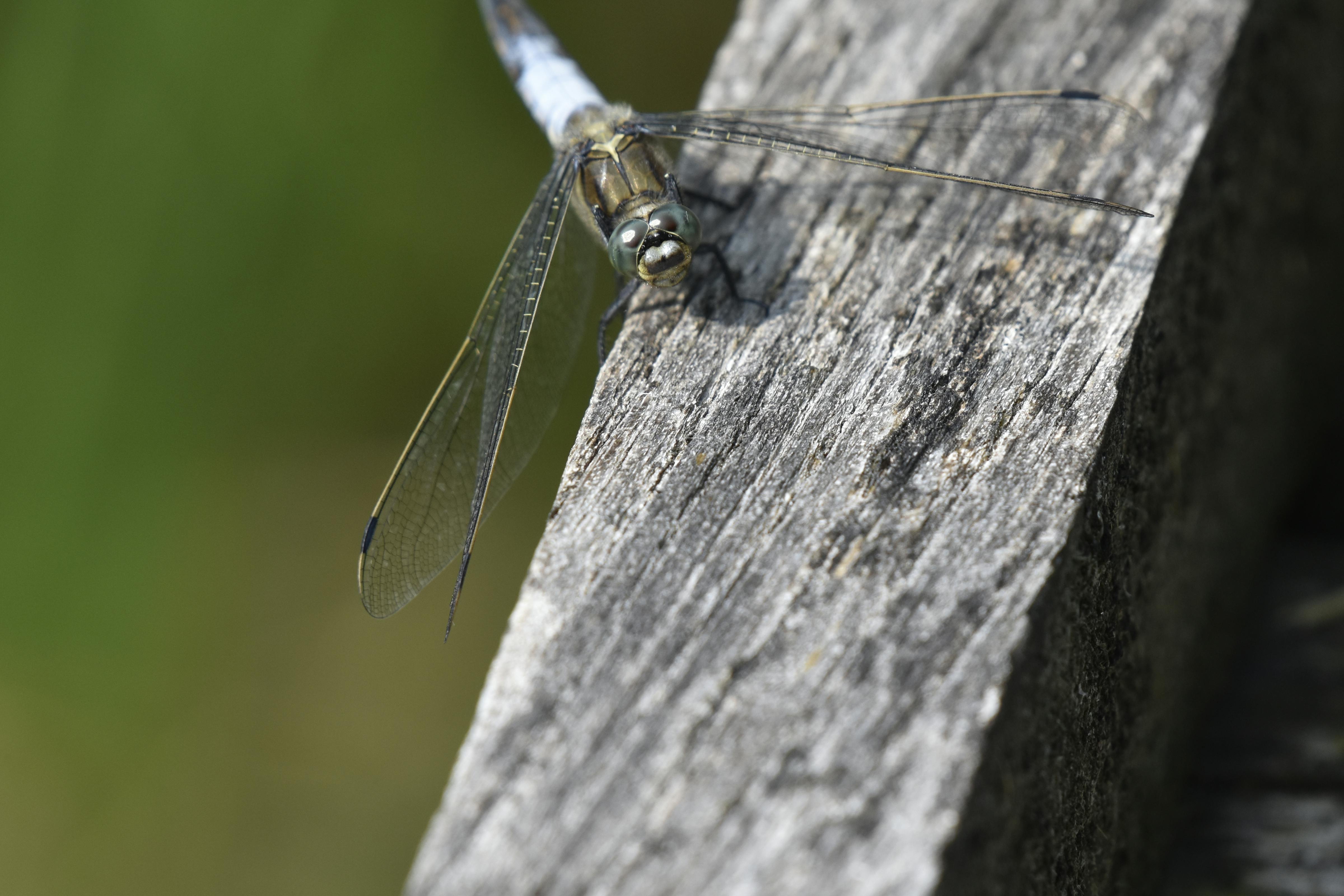 Close up of Dragonfly on Wood · Free Stock Photo