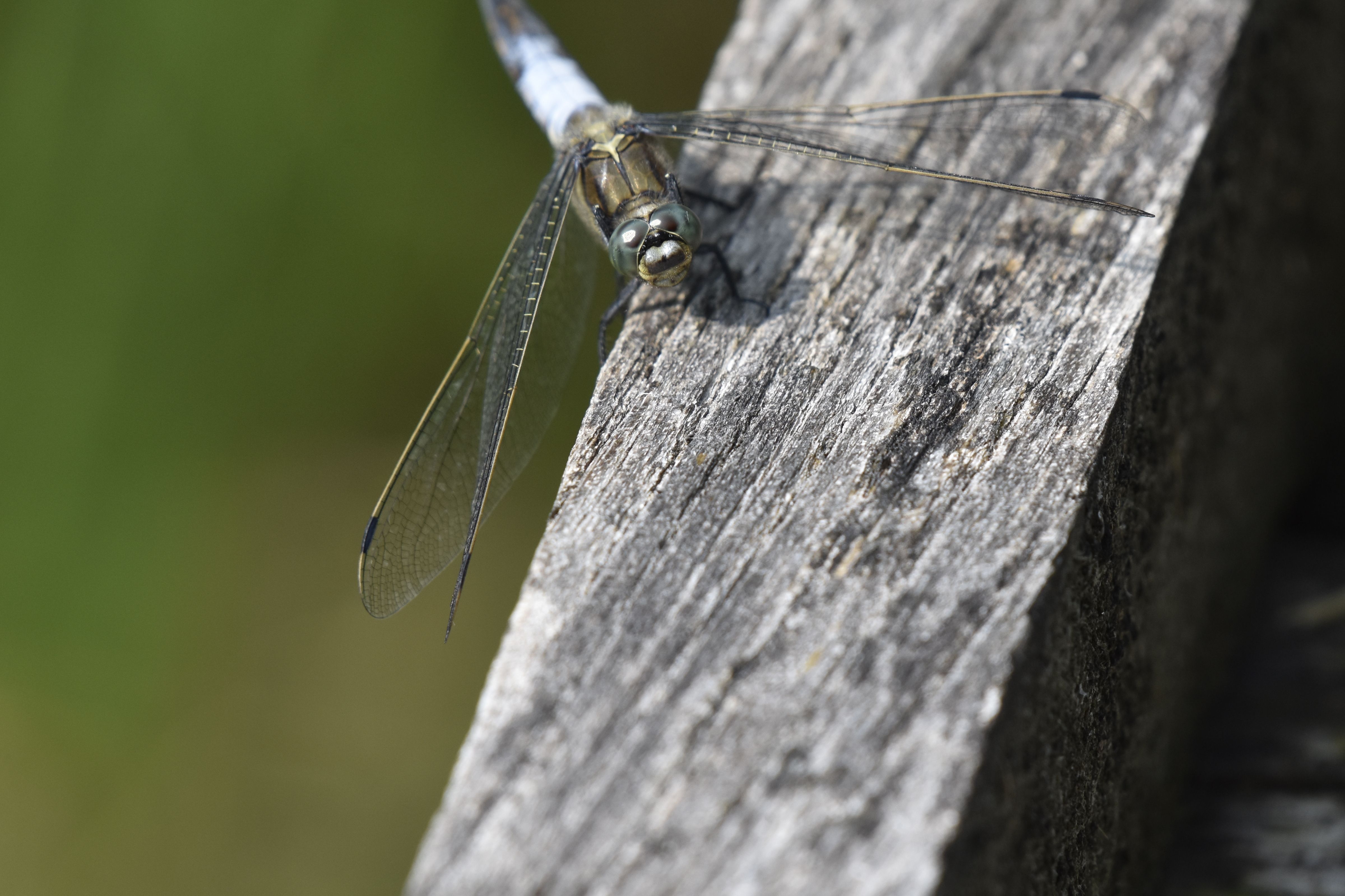 Dragonfly Anatomy Photos, Download The BEST Free Dragonfly Anatomy ...