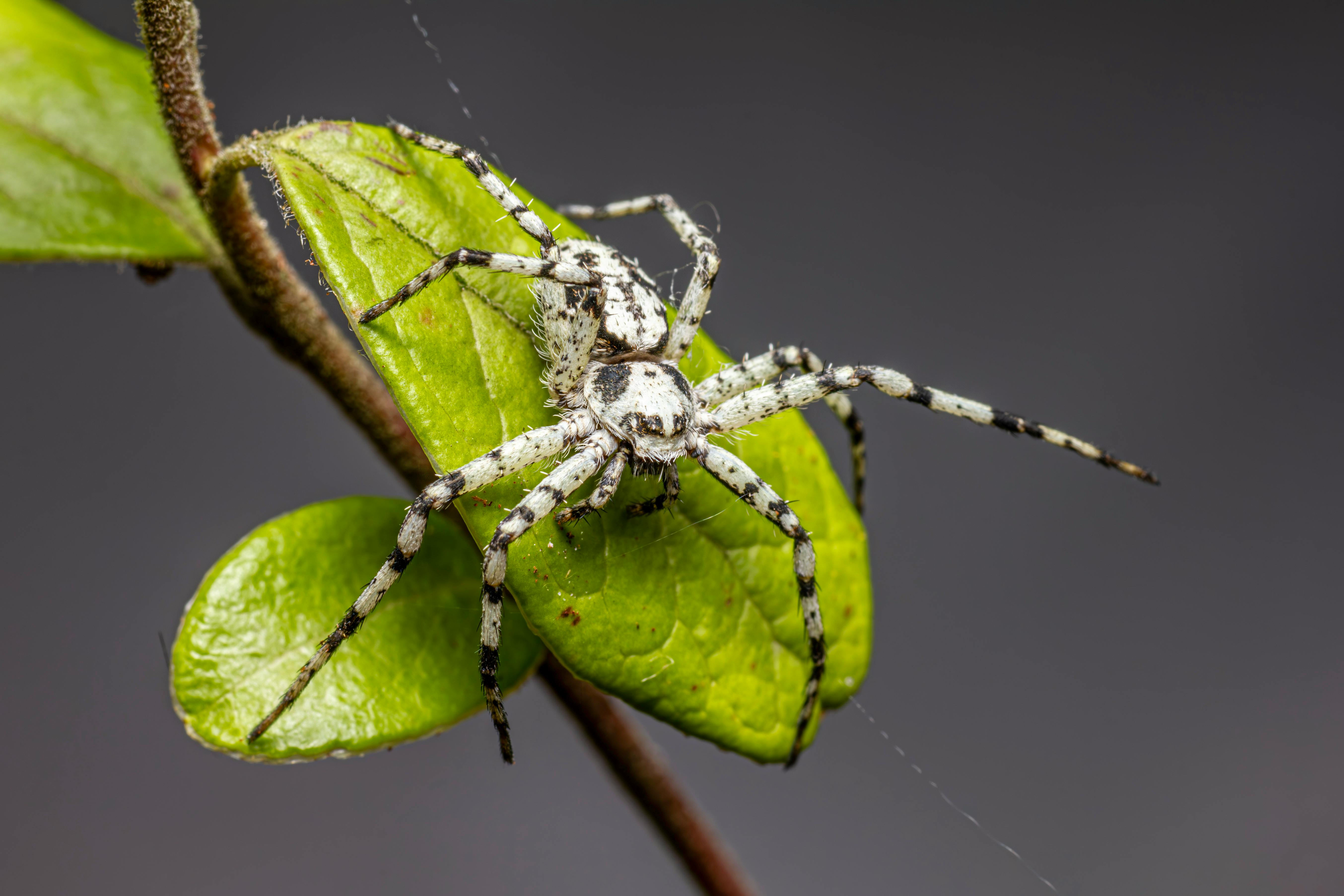 Close-up of a Spider Sitting on a Green Leaf · Free Stock Photo
