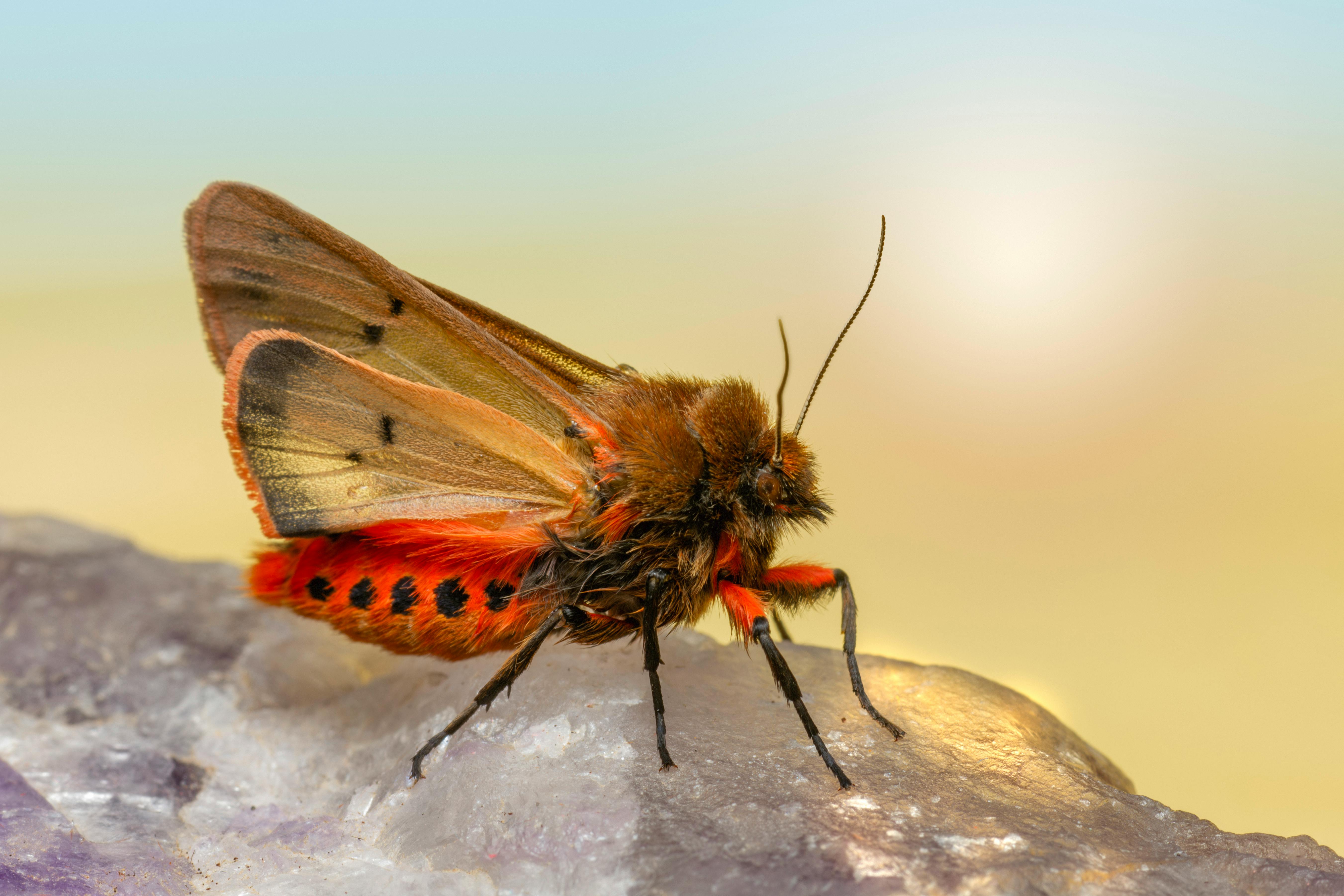 Moth at Sunset · Free Stock Photo