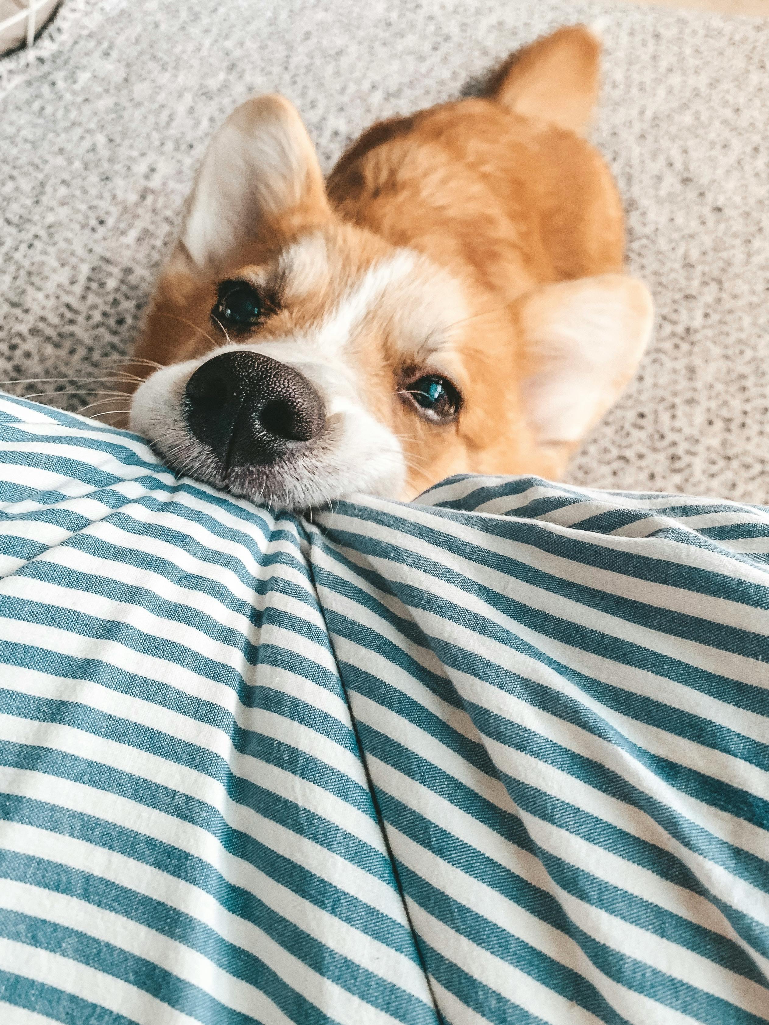 Dog Biting Fabric · Free Stock Photo