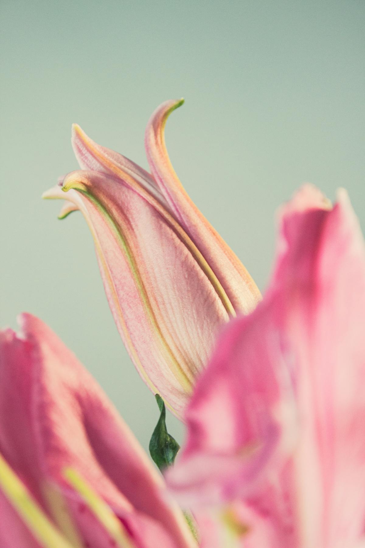 Flower Gas Photos, Download The BEST Free Flower Gas Stock Photos & HD ...