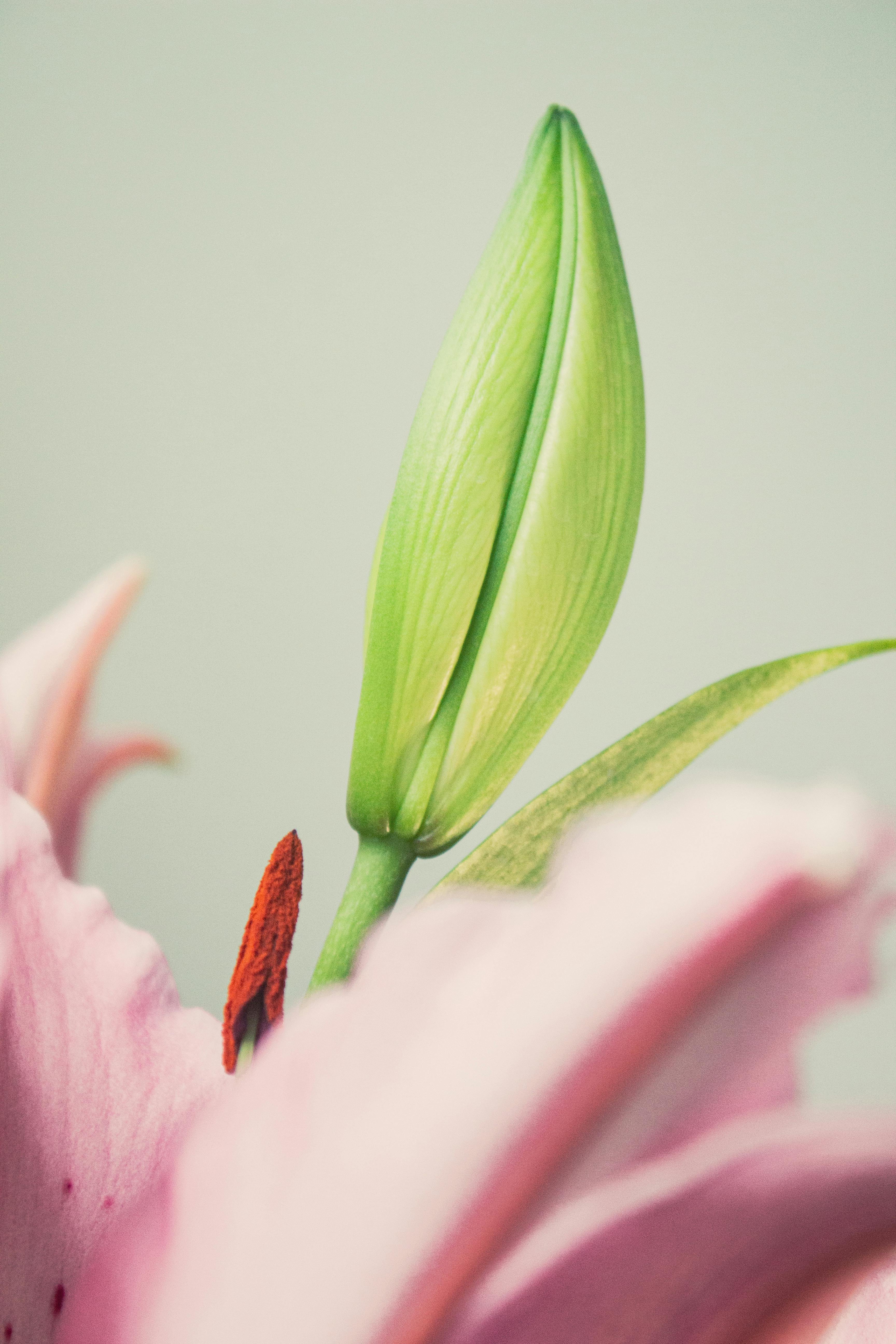 Close-up of a Lily Bud · Free Stock Photo