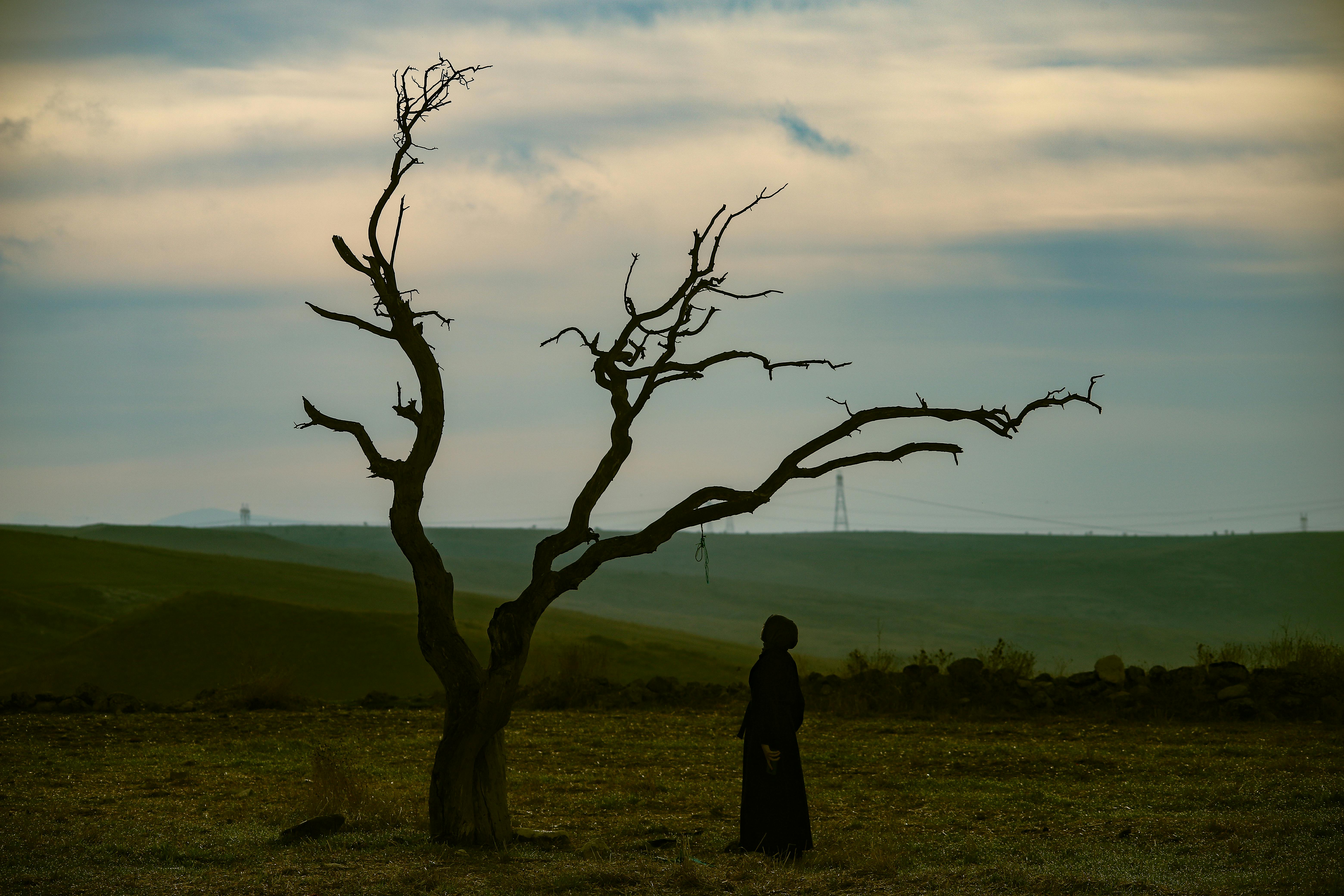 Woman in Dreary Rural Scenery with Barren Tree · Free Stock Photo