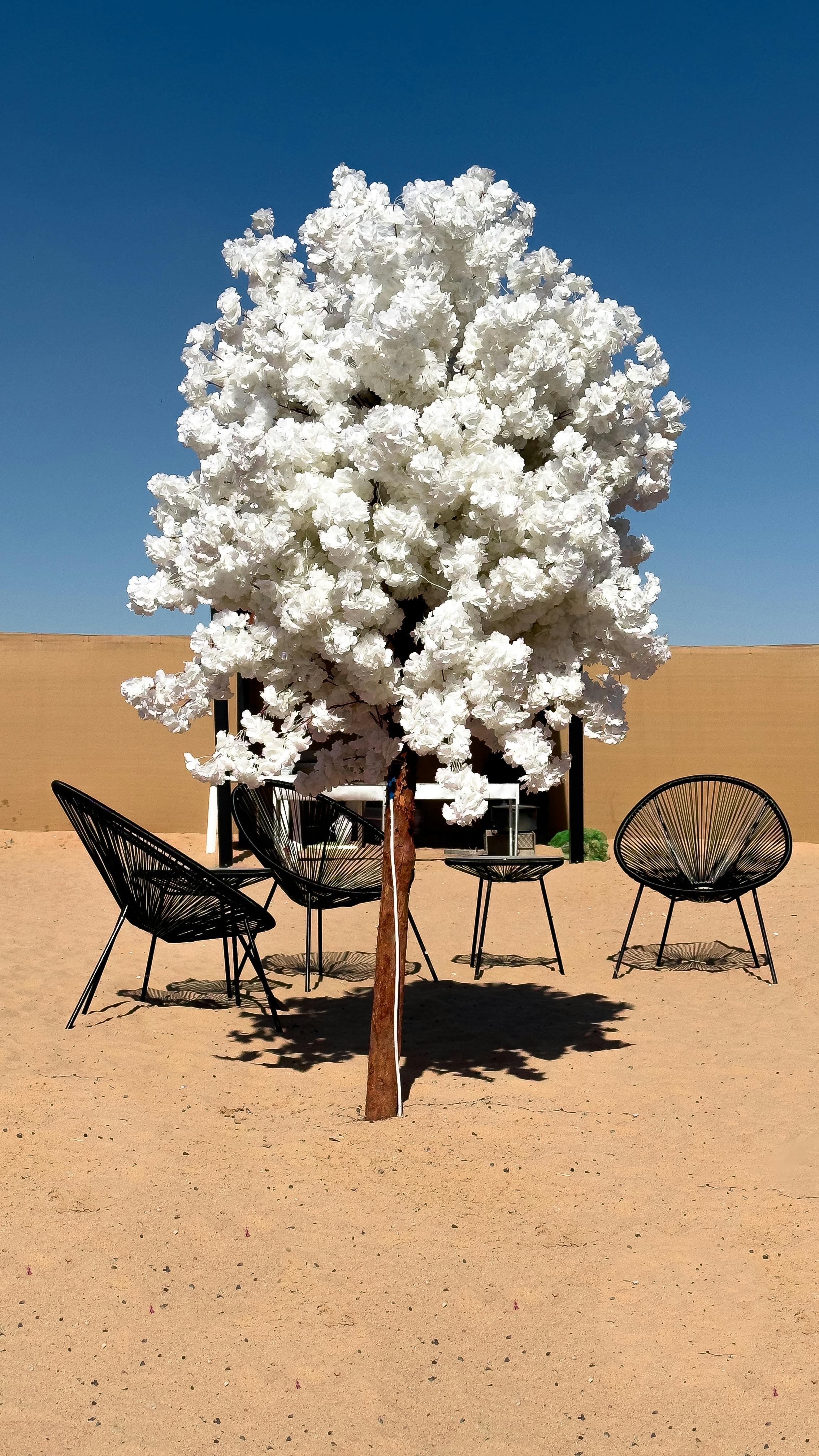 Walid Ahmad - 摄影