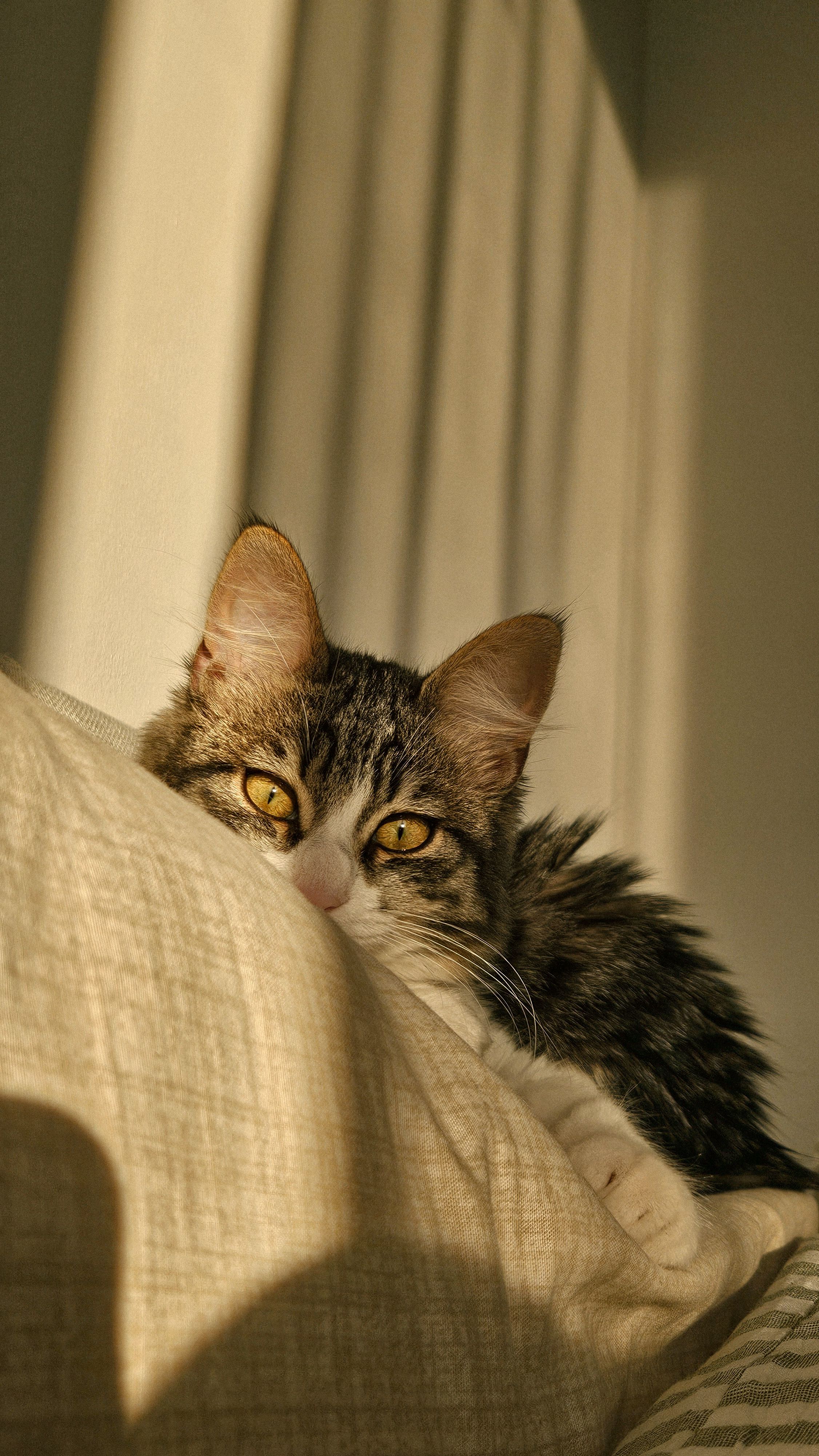 Cat Adoption Photos, Download The BEST Free Cat Adoption Stock Photos ...