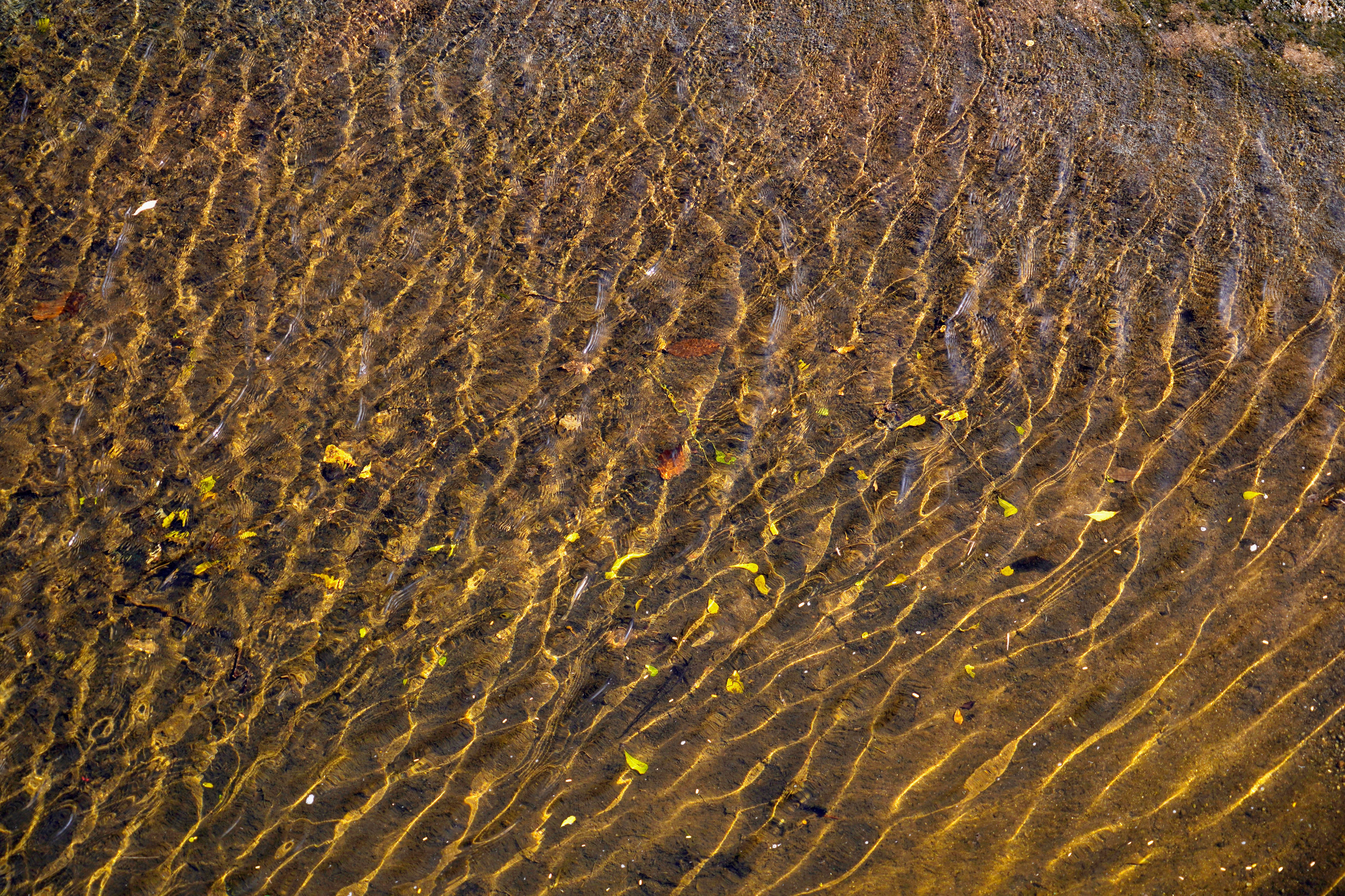 Shallow Water on Lakeshore · Free Stock Photo