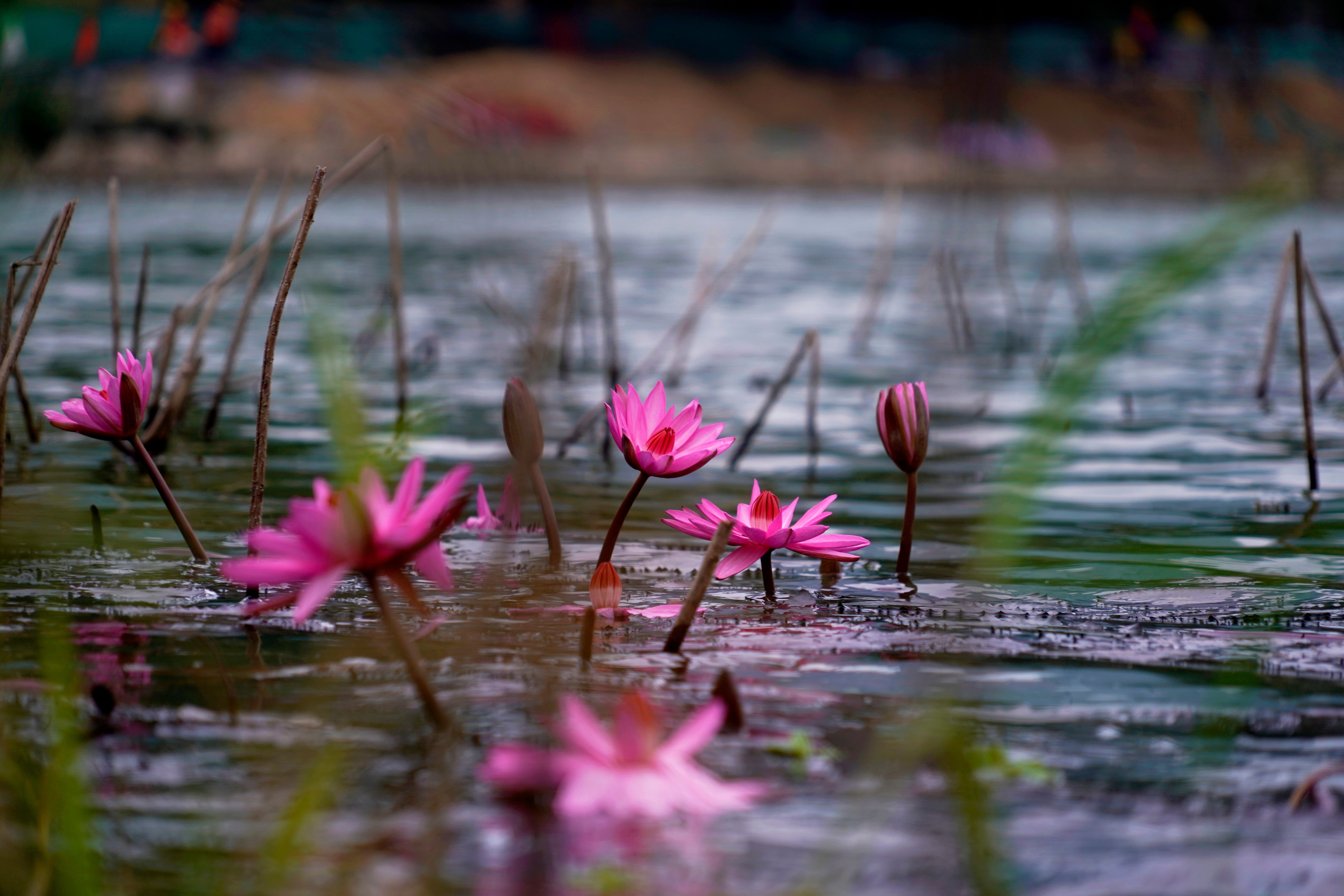 Water Lilly Photos, Download The BEST Free Water Lilly Stock Photos ...